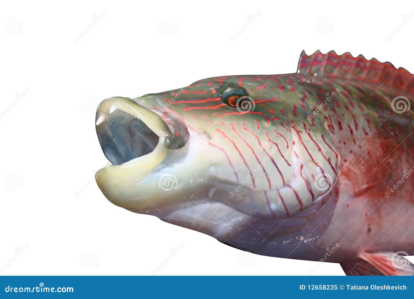 Grupper fish stock image. Image of gourmet, scale, food - 12658235