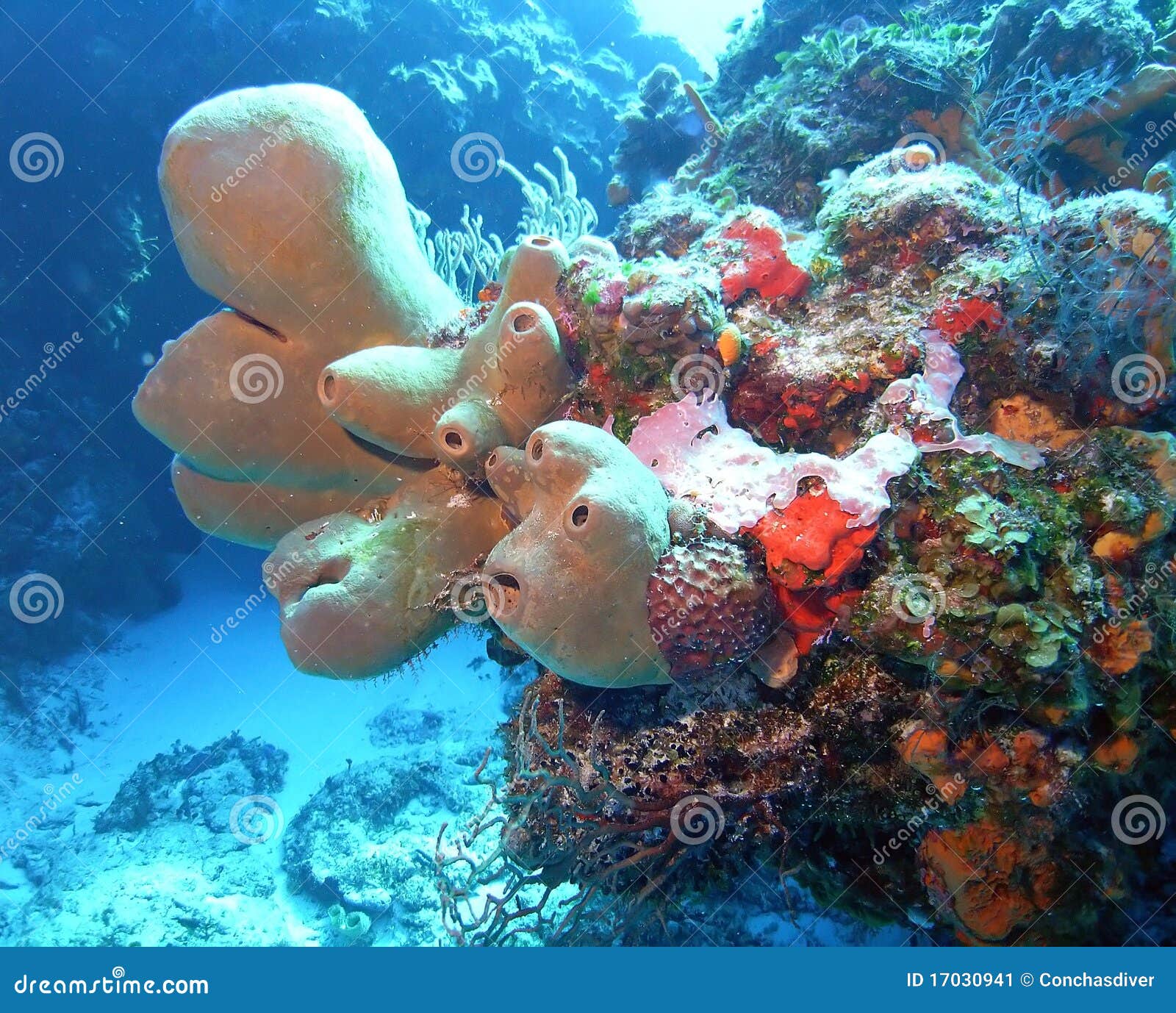 Gruppo Della Spugna Del Tubo Immagine Stock - Immagine di spugna, tubo ...