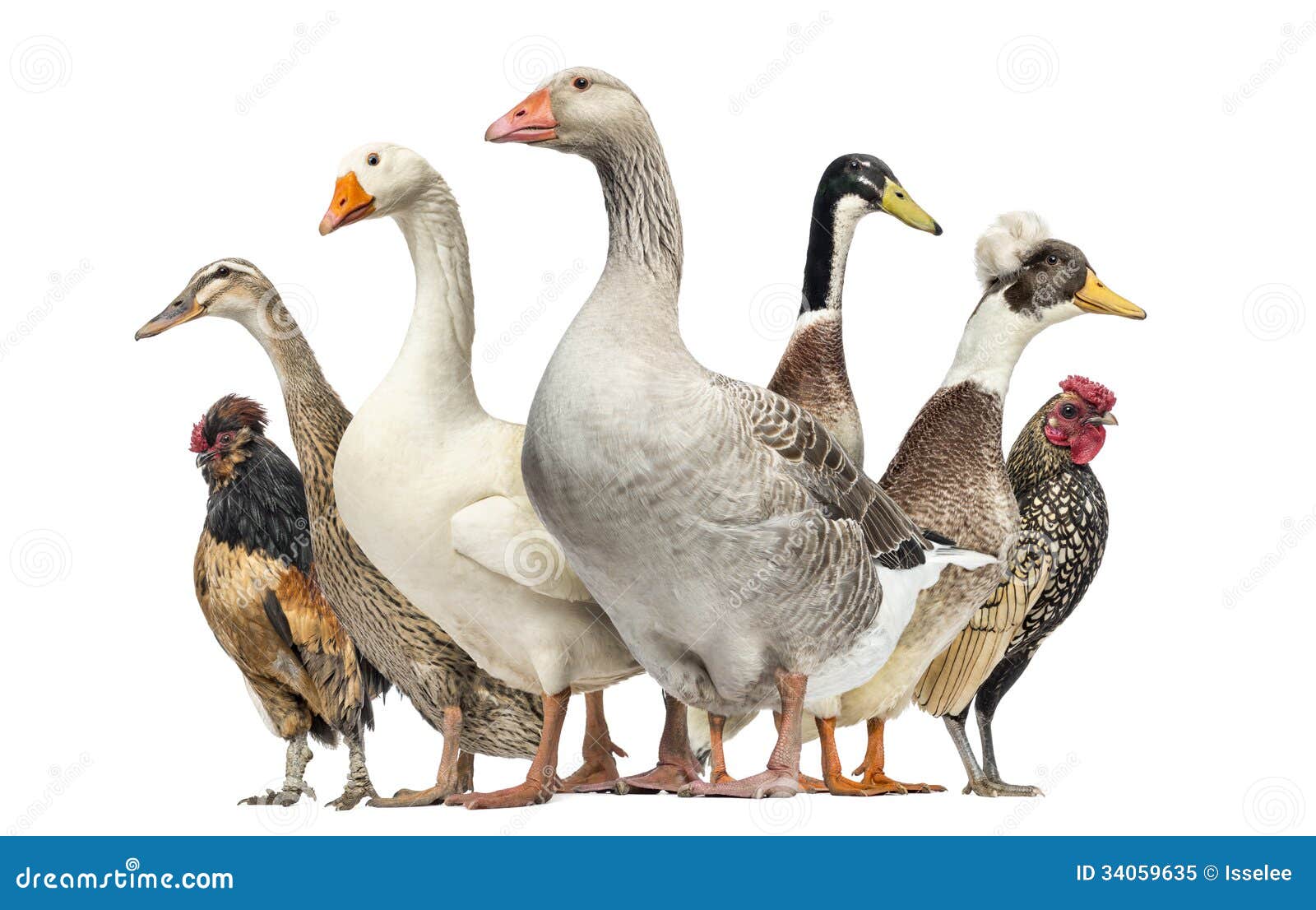 Gruppo Di Anatre, Oche E Polli, Isolati Immagine Stock - Immagine di ...