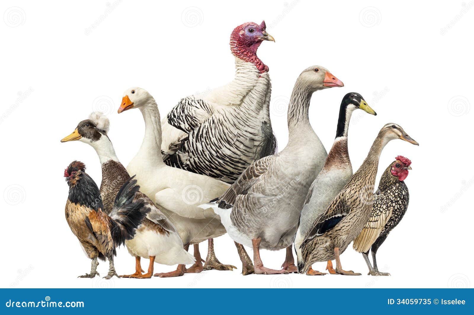 Gruppo Di Anatre, Oche E Polli, Isolati Immagine Stock - Immagine di ...