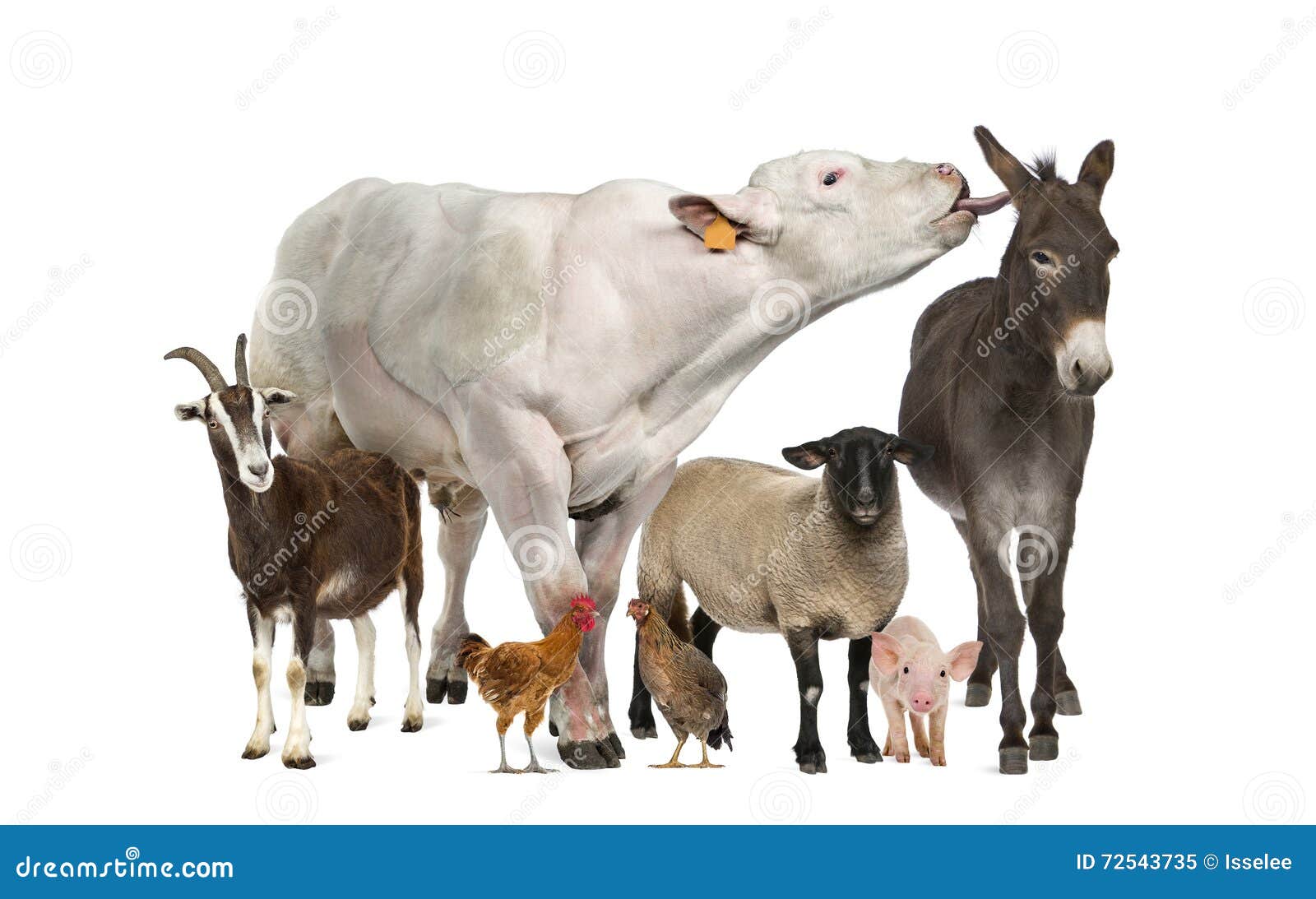 Gruppo Di Animali Da Allevamento Immagine Stock - Immagine di ...