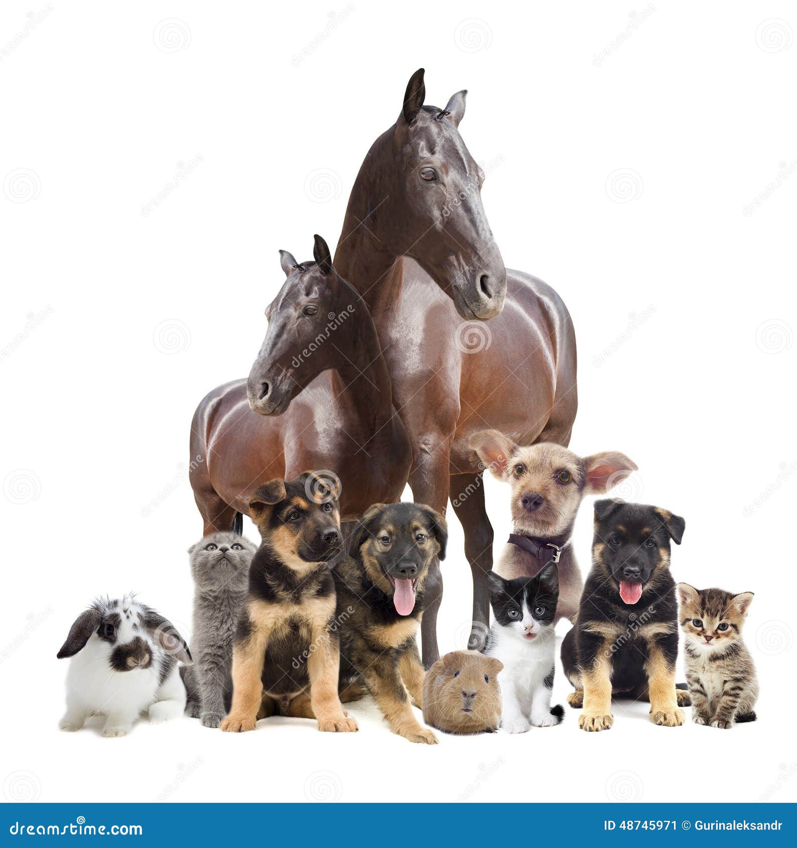 Gruppo Di Animali Domestici Immagine Stock - Immagine di animali ...