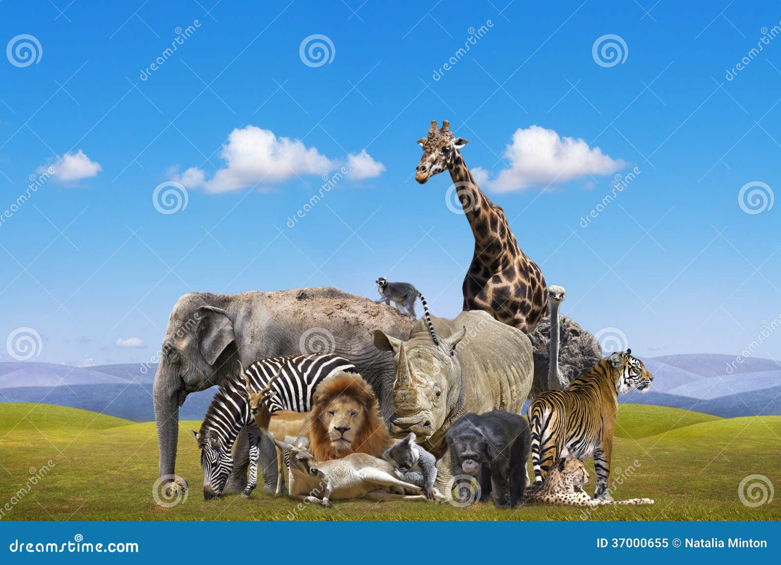 Gruppo Di Animali Selvatici Immagine Stock - Immagine di animali ...
