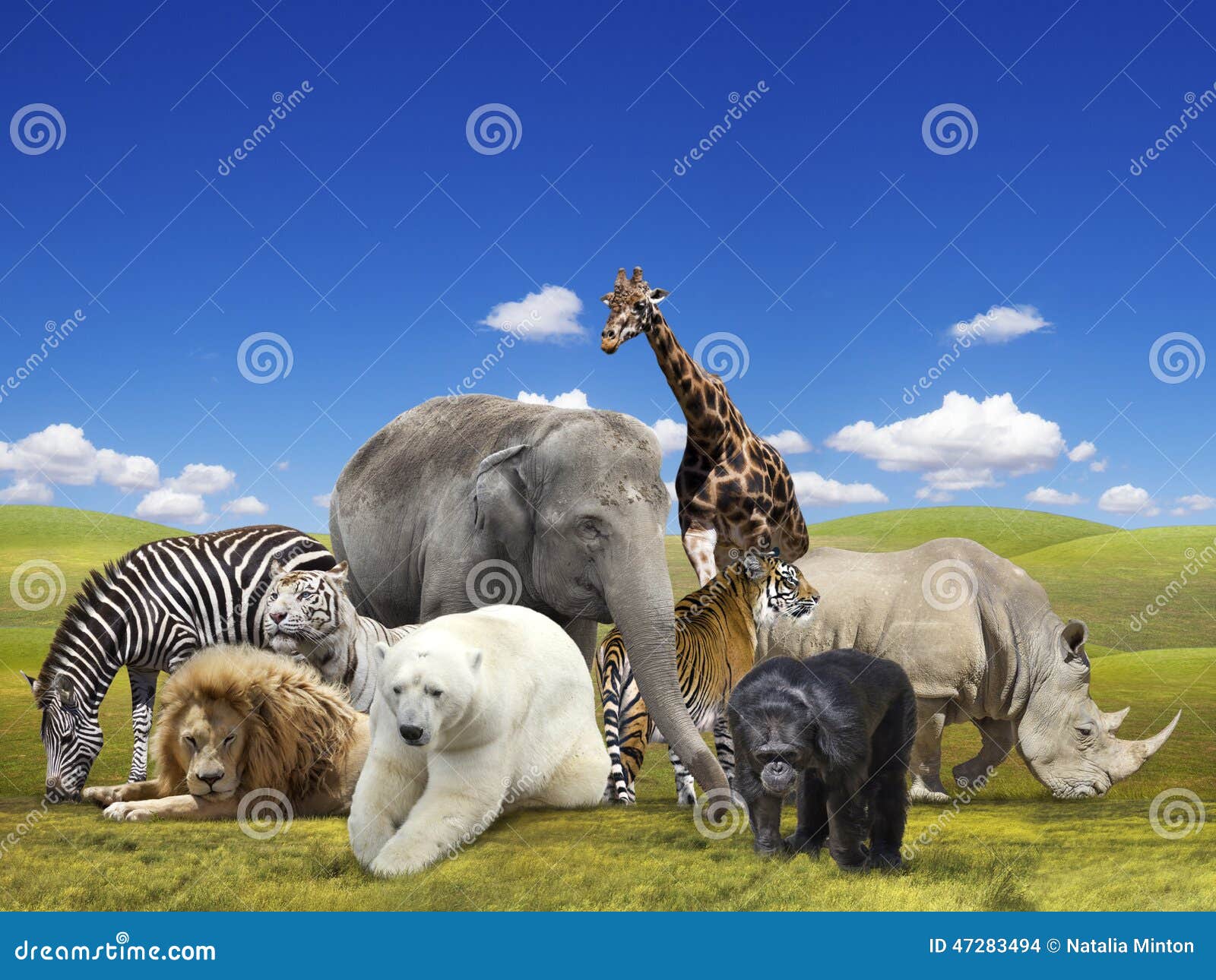 Gruppo Di Animali Selvatici Fotografia Stock - Immagine di gruppo ...