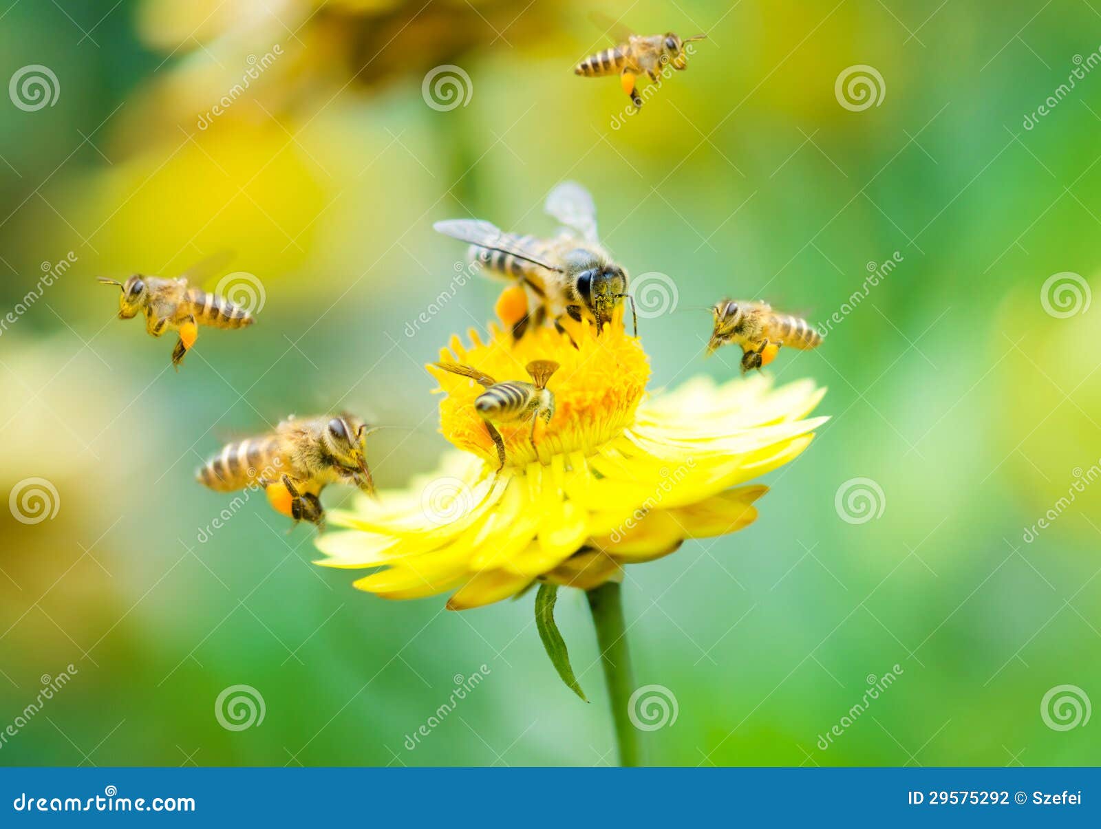 Gruppo di api su un fiore fotografia stock. Immagine di prato - 29575292