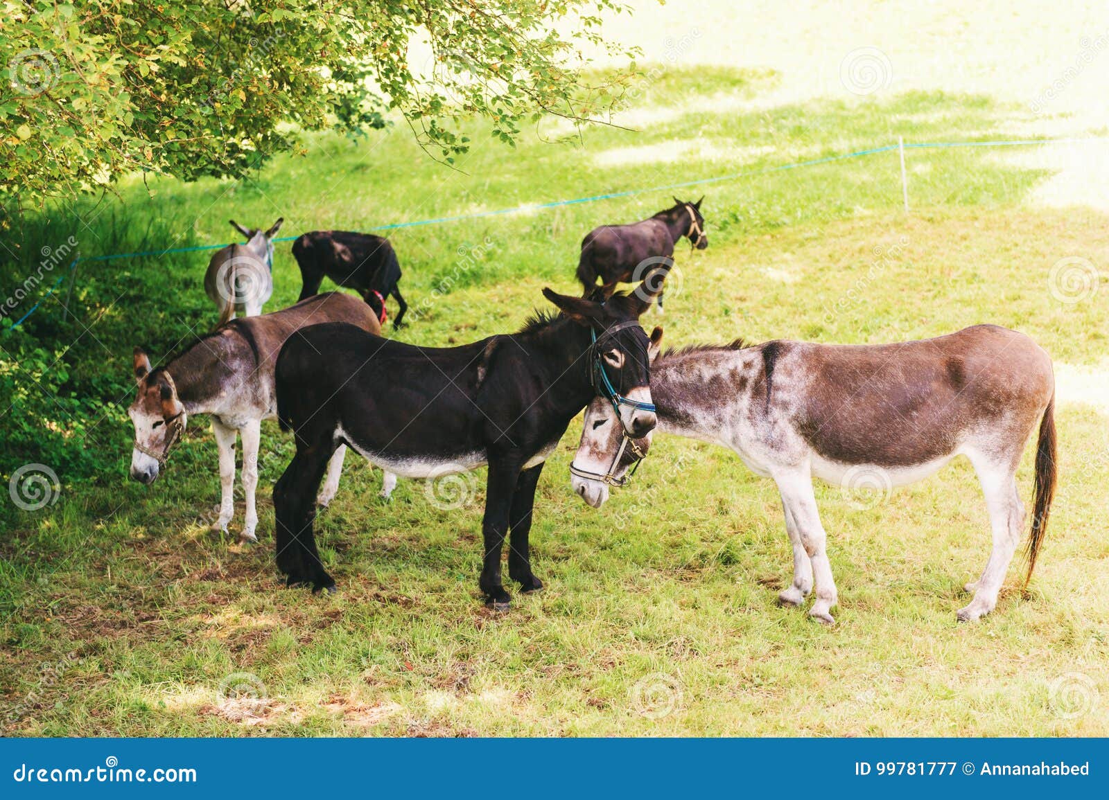 Gruppo di asini immagine stock. Immagine di carino, marrone - 99781777