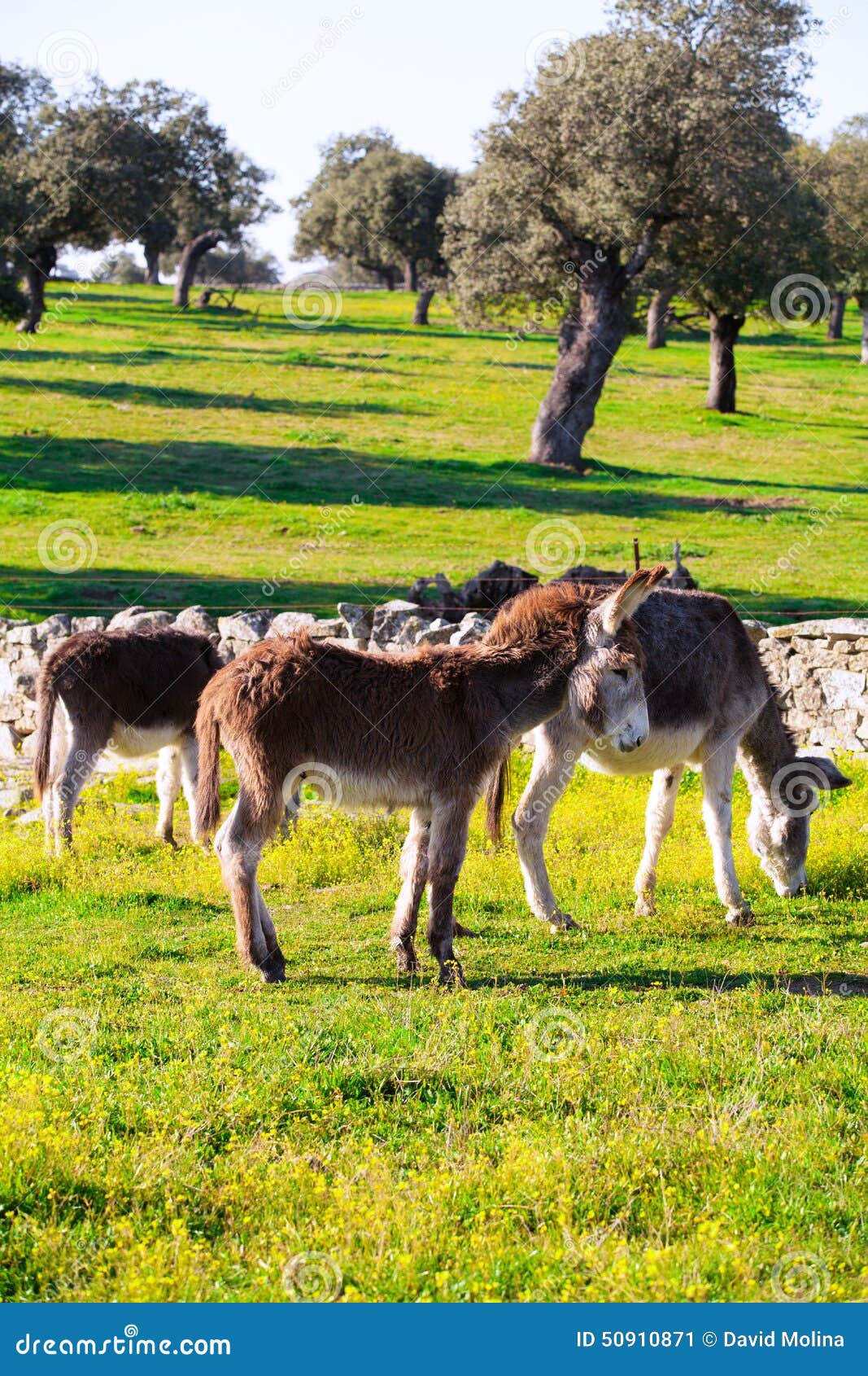 Gruppo Di Asini Alla Campagna Immagine Stock - Immagine di nave ...