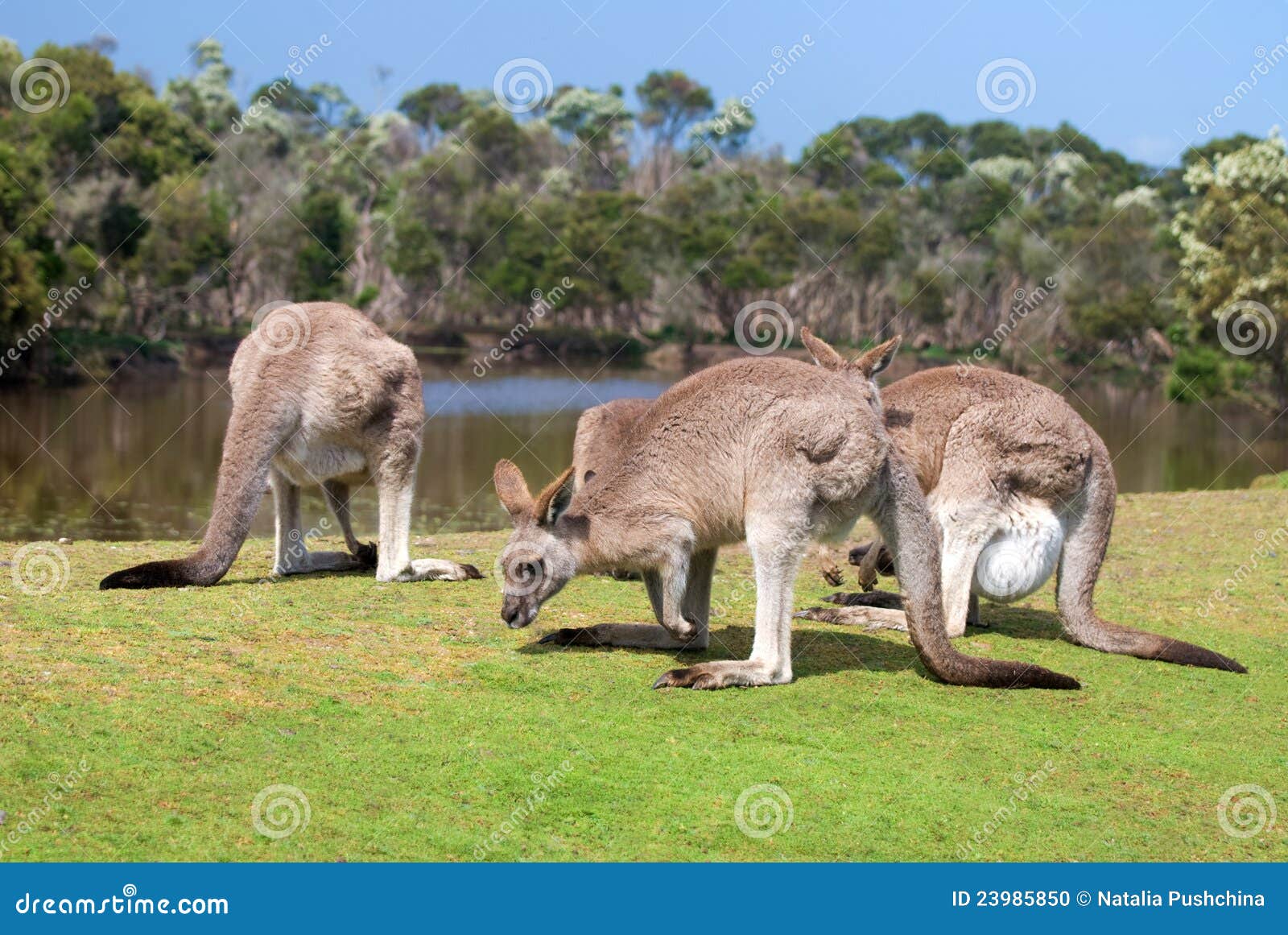 Gruppo di canguri fotografia stock. Immagine di marsupiale - 23985850