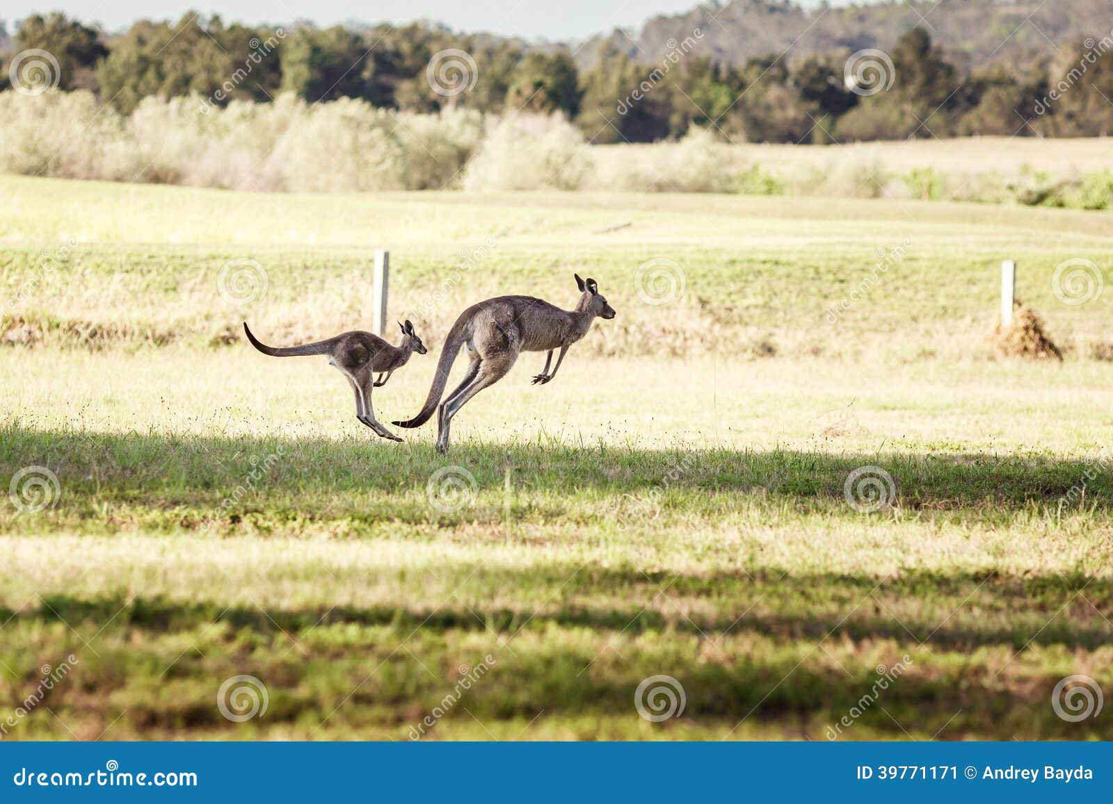 Gruppo Di Canguri Australiani Immagine Stock - Immagine di fauna ...