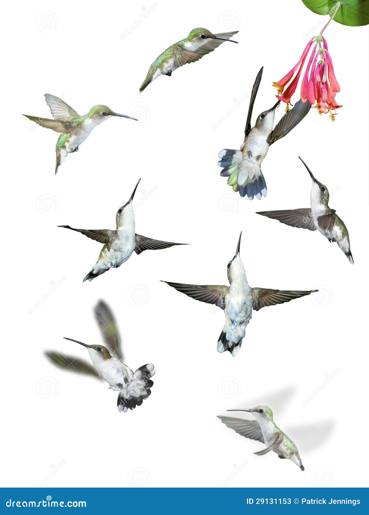 Gruppo di colibrì isolati immagine stock. Immagine di cortile - 29131153