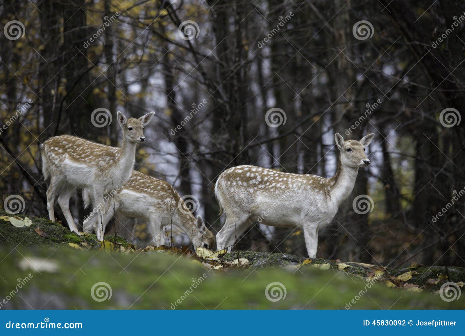 Gruppo di daini nel legno fotografia stock. Immagine di campagna - 45830092