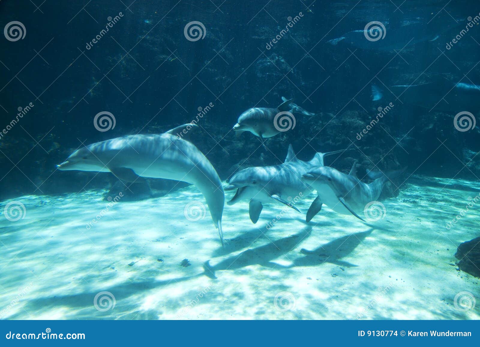Gruppo Di Delfini Sotto Acqua Fotografia Stock - Immagine di subacqueo ...