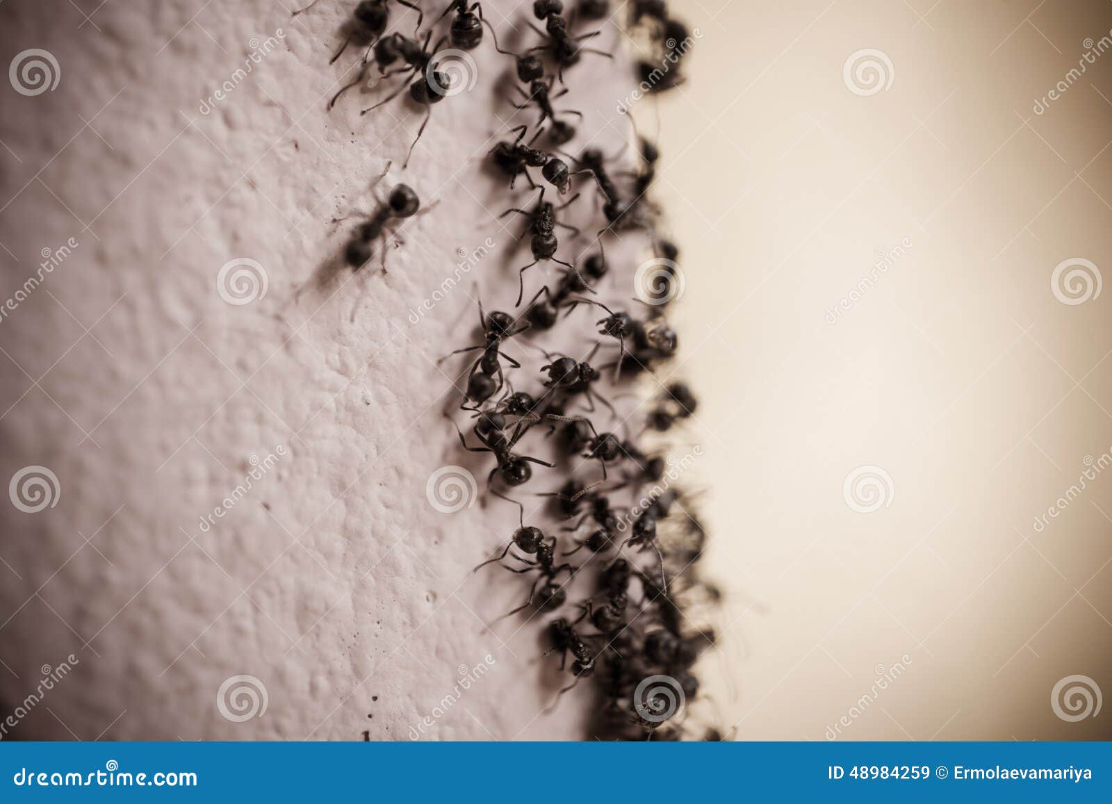 Gruppo Di Formiche Del Legno Sulla Parete Immagine Stock - Immagine di ...