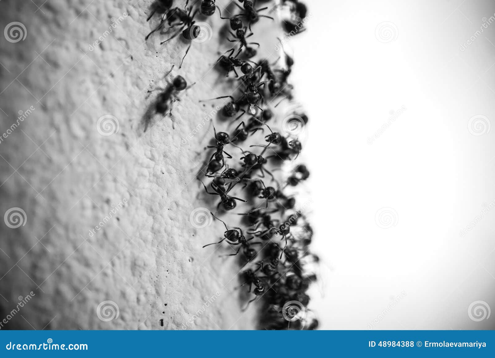 Gruppo Di Formiche Del Legno Sulla Parete Fotografia Stock - Immagine ...
