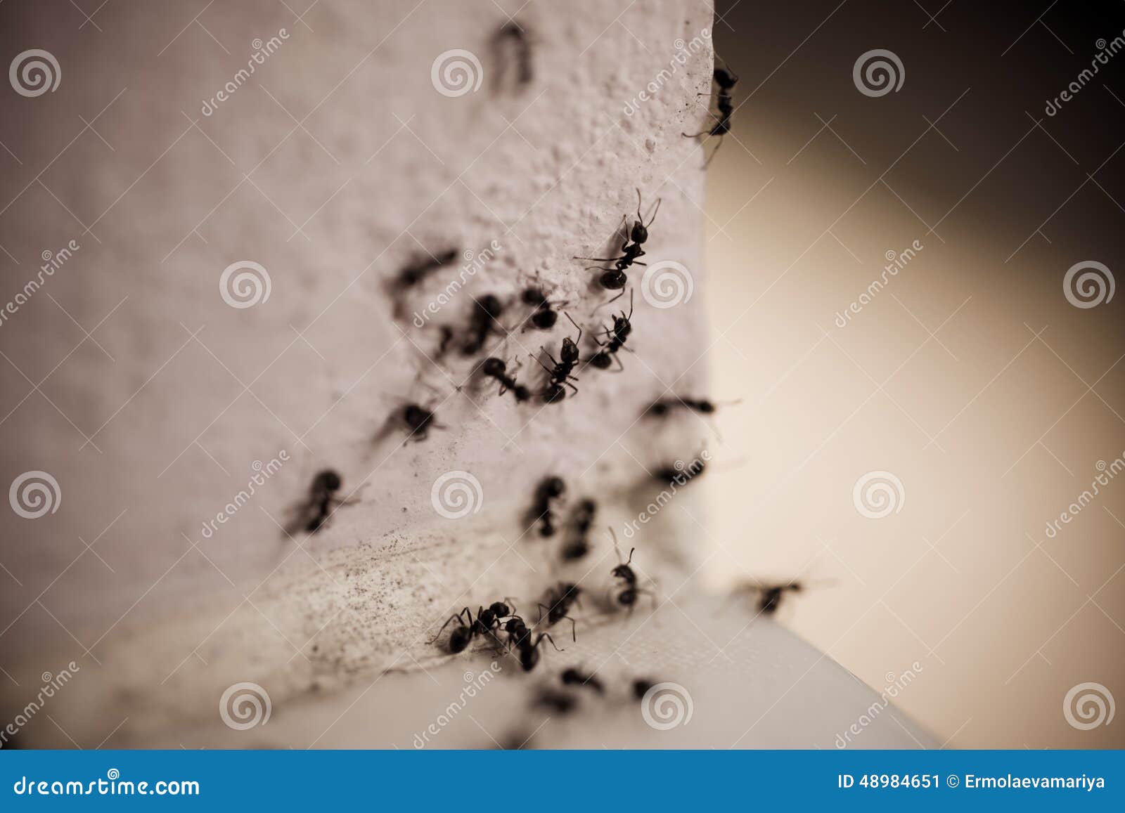 Gruppo Di Formiche Del Legno Sulla Parete Immagine Stock - Immagine di ...