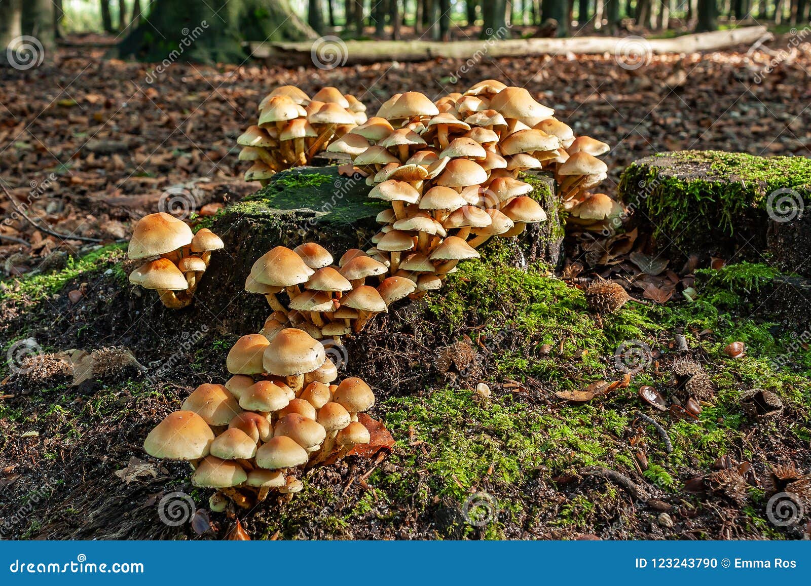 Gruppo Di Funghi Su Un Vecchio Ceppo Di Albero Fotografia Stock ...
