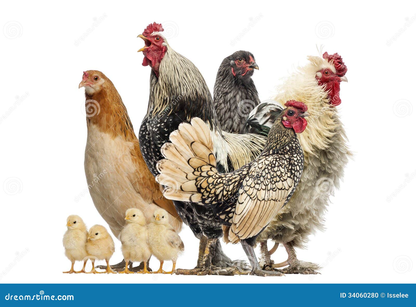 Gruppo Di Galline, Galli E Pulcini, Isolati Fotografia Stock - Immagine ...