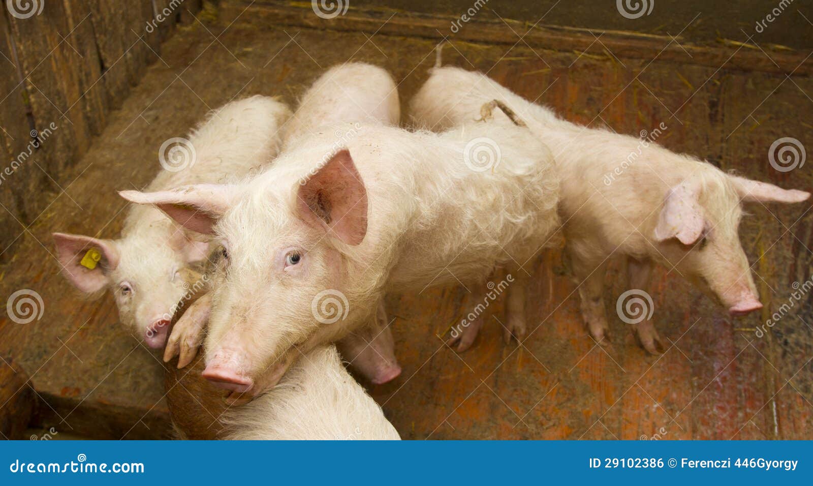 Gruppo di maiali fotografia stock. Immagine di muso, adorabile - 29102386