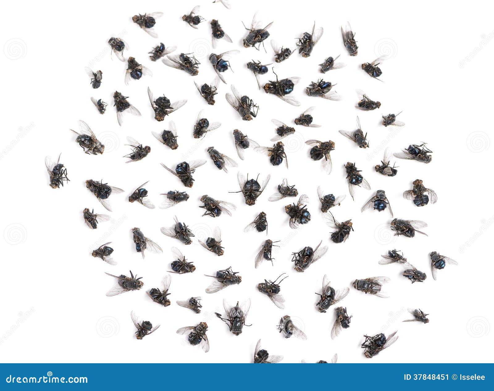 Gruppo Di Mosche Dei Morti, Isolato Immagine Stock - Immagine di bianco ...