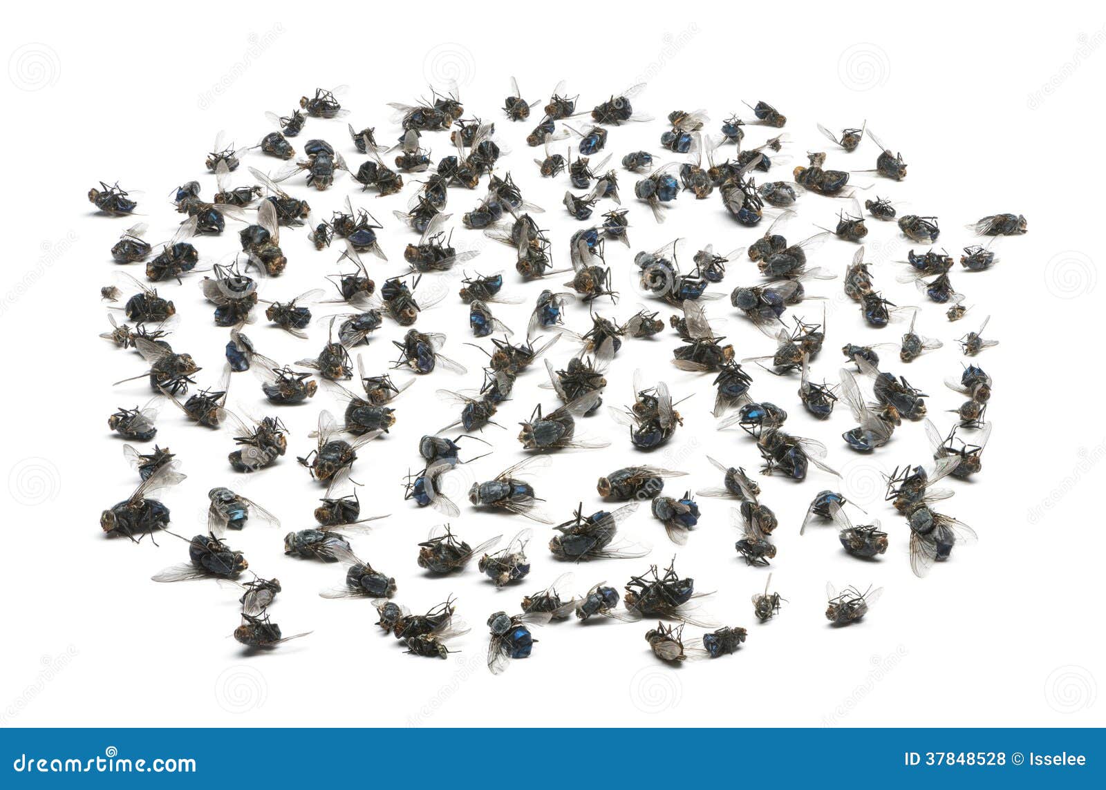 Gruppo Di Mosche Dei Morti, Isolato Fotografia Stock - Immagine di ...