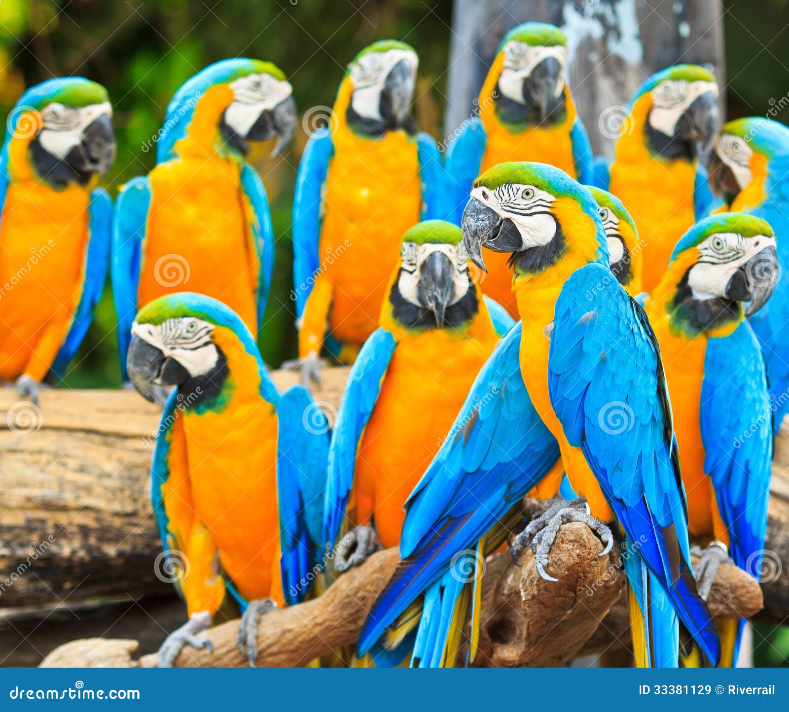 Gruppo Di Pappagalli Dell'ara Immagine Stock - Immagine di fauna ...