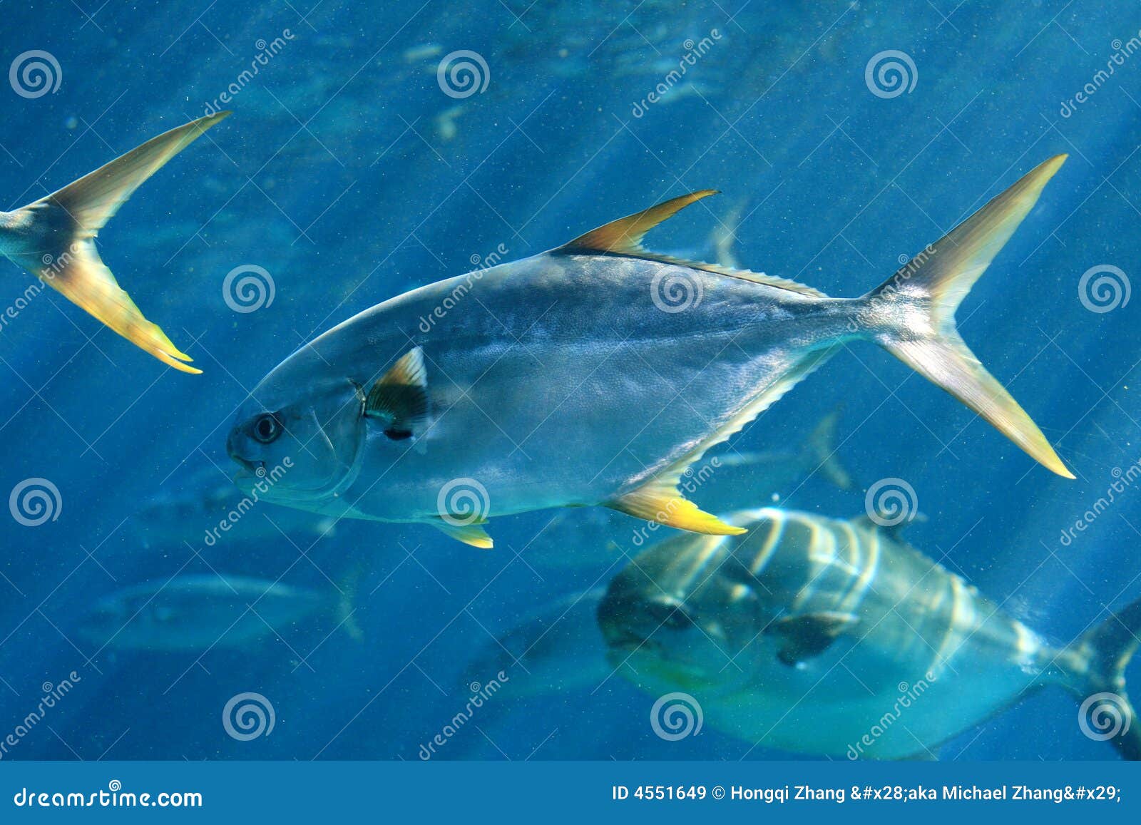 Gruppo Di Pesci Della Leccia Immagine Stock - Immagine di aletta, sale ...