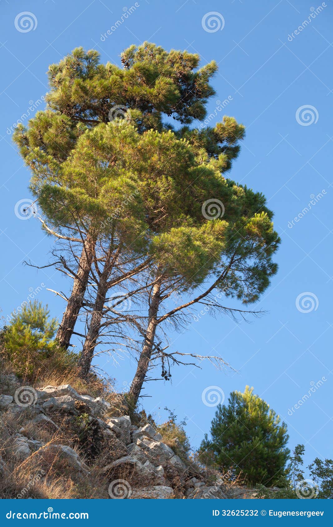 Gruppo di pini luminosi fotografia stock. Immagine di pino - 32625232