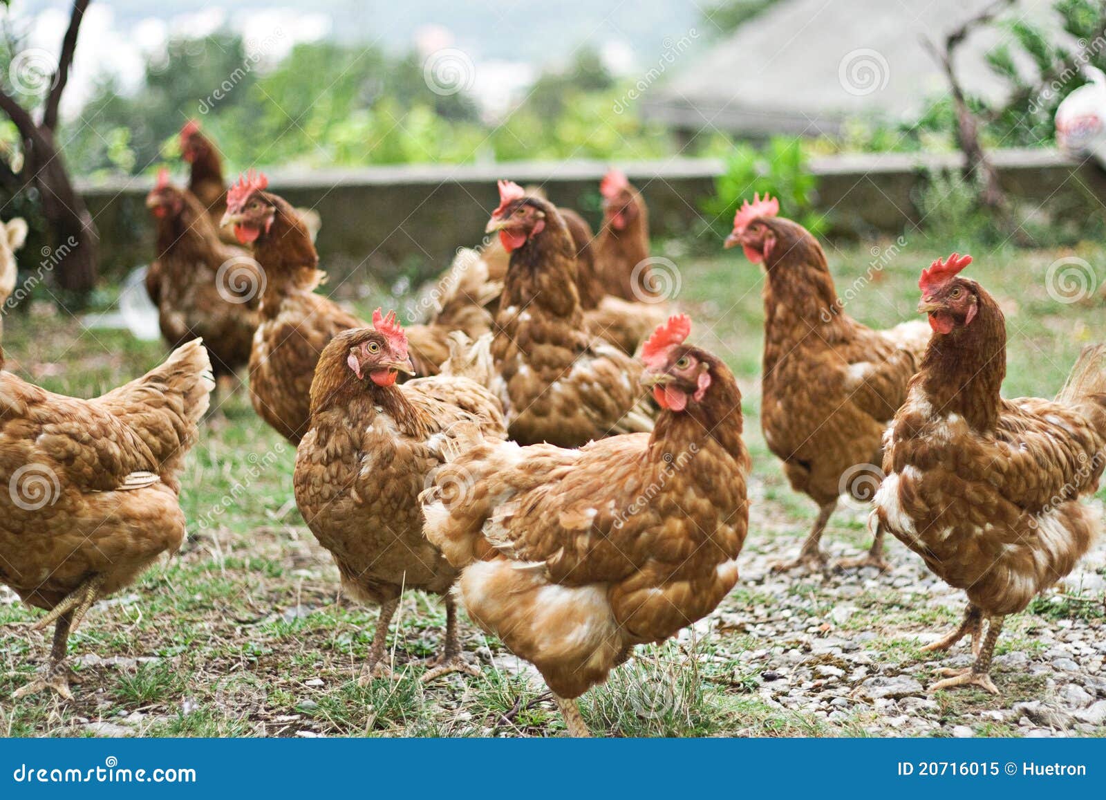 Gruppo Di Polli All'esterno Immagine Stock - Immagine di verde, gallina ...