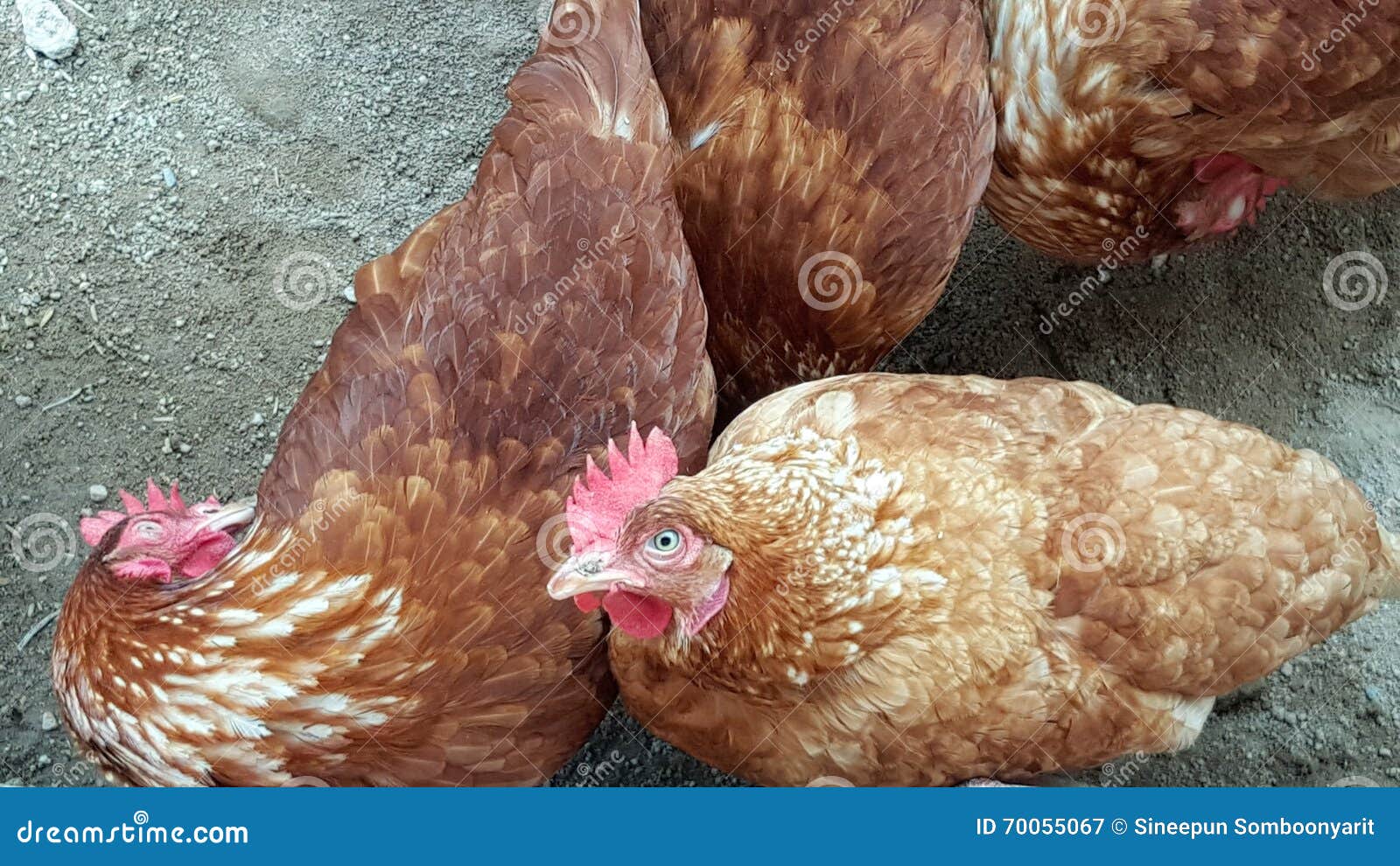 Gruppo Di Polli Sulla Terra Immagine Stock - Immagine di seduta ...