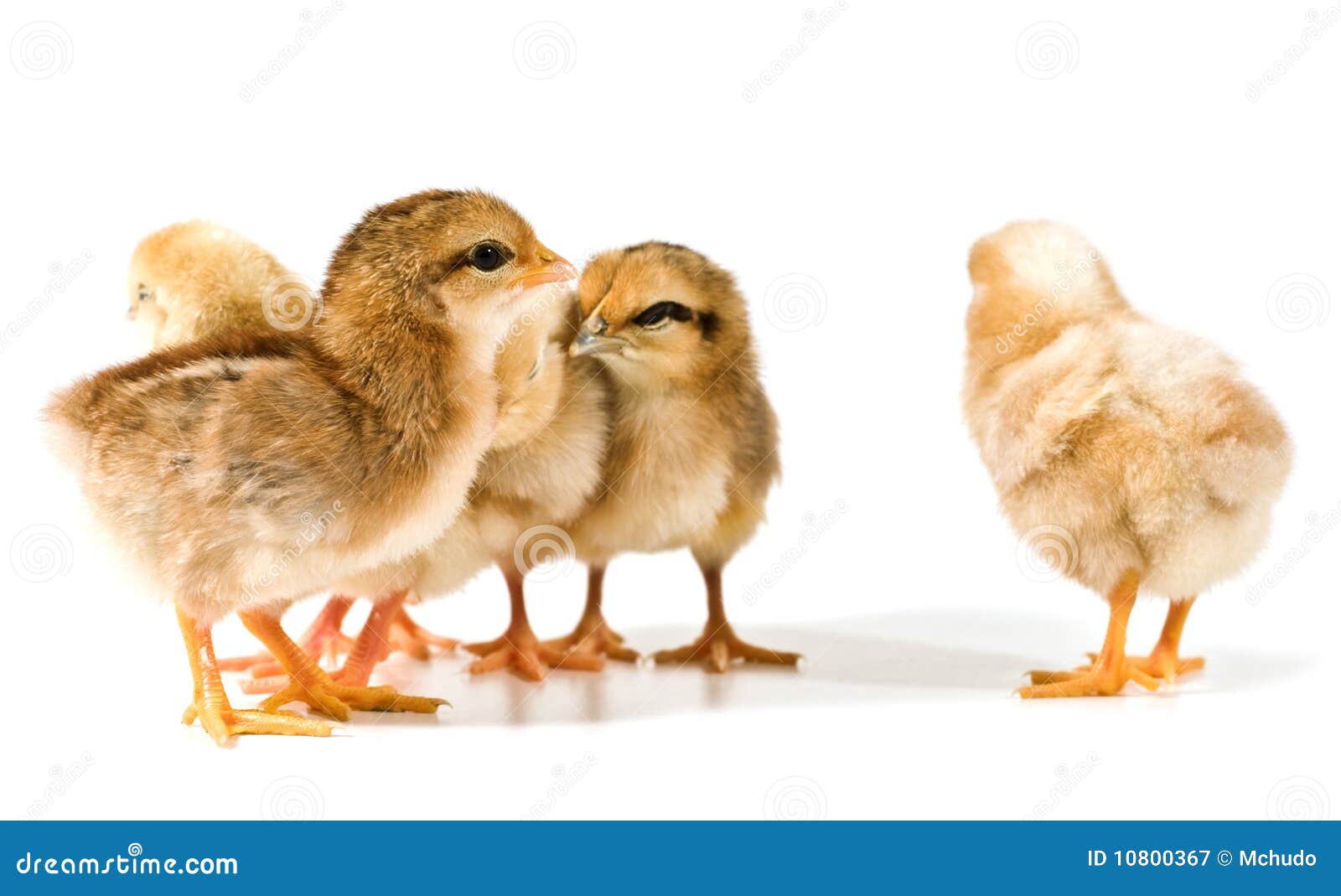 Gruppo di pulcini immagine stock. Immagine di portello - 10800367