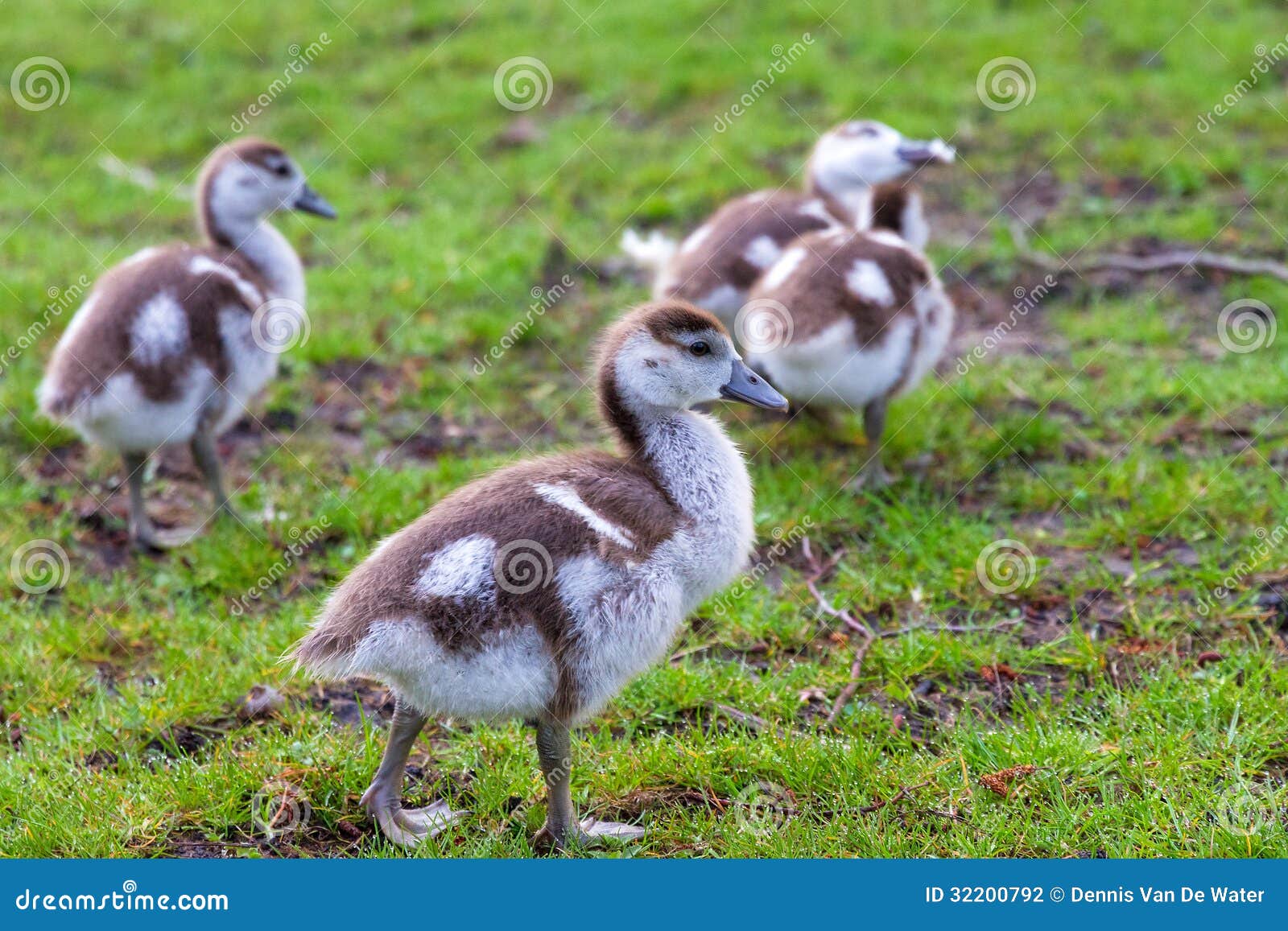 Gruppo di pulcini fotografia stock. Immagine di egiziano - 32200792