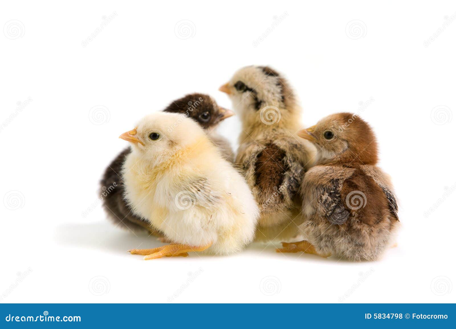 Gruppo di pulcini fotografia stock. Immagine di isolato - 5834798