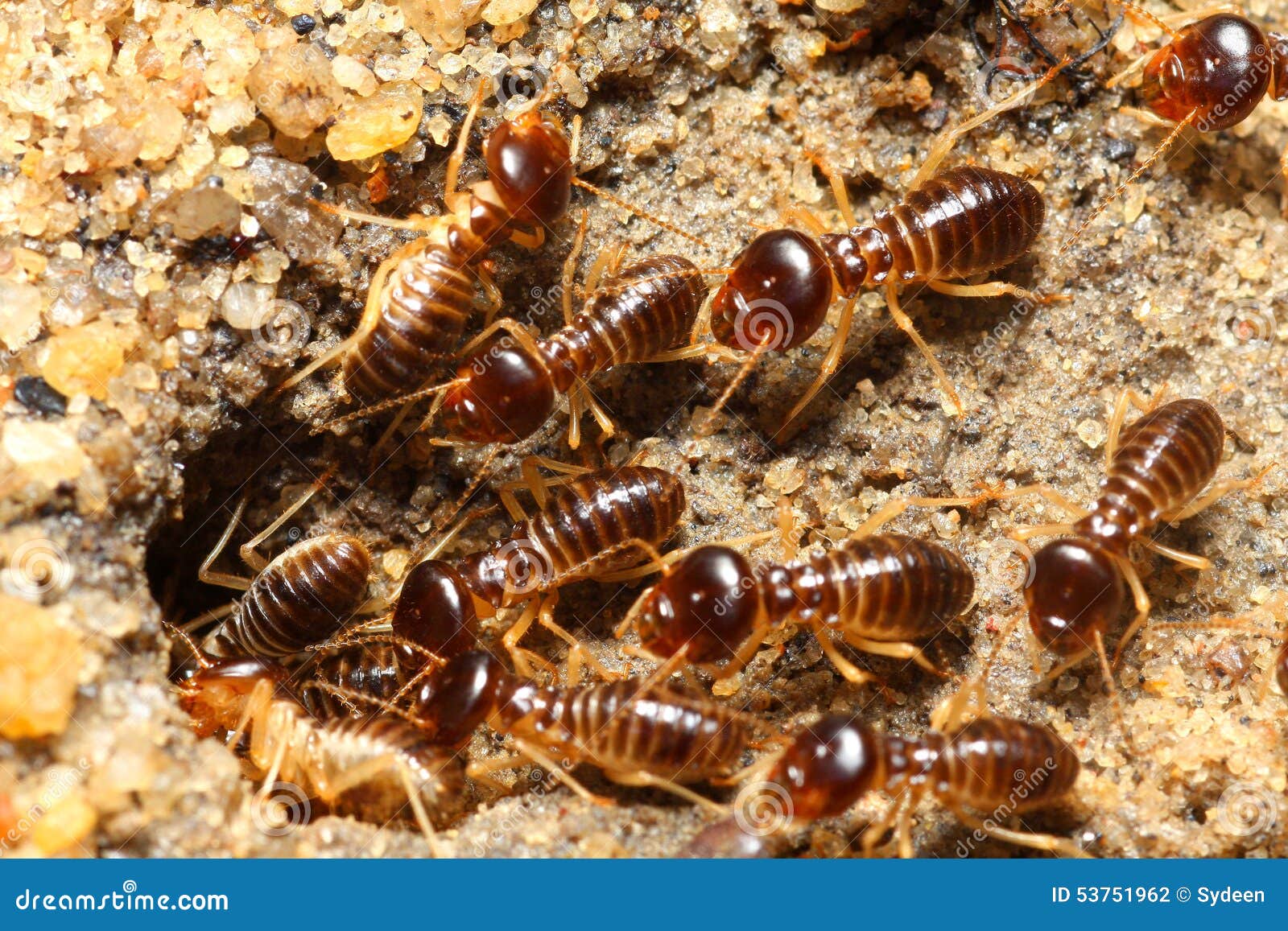 Gruppo di termit fotografia stock. Immagine di mangiatore - 53751962