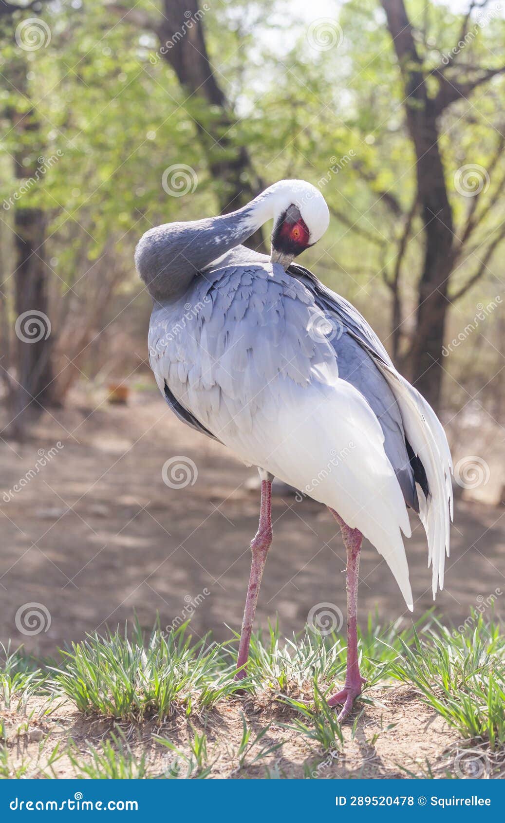 Grus Grus Standing on the Ground, Comb Hair, with Green Forest in ...