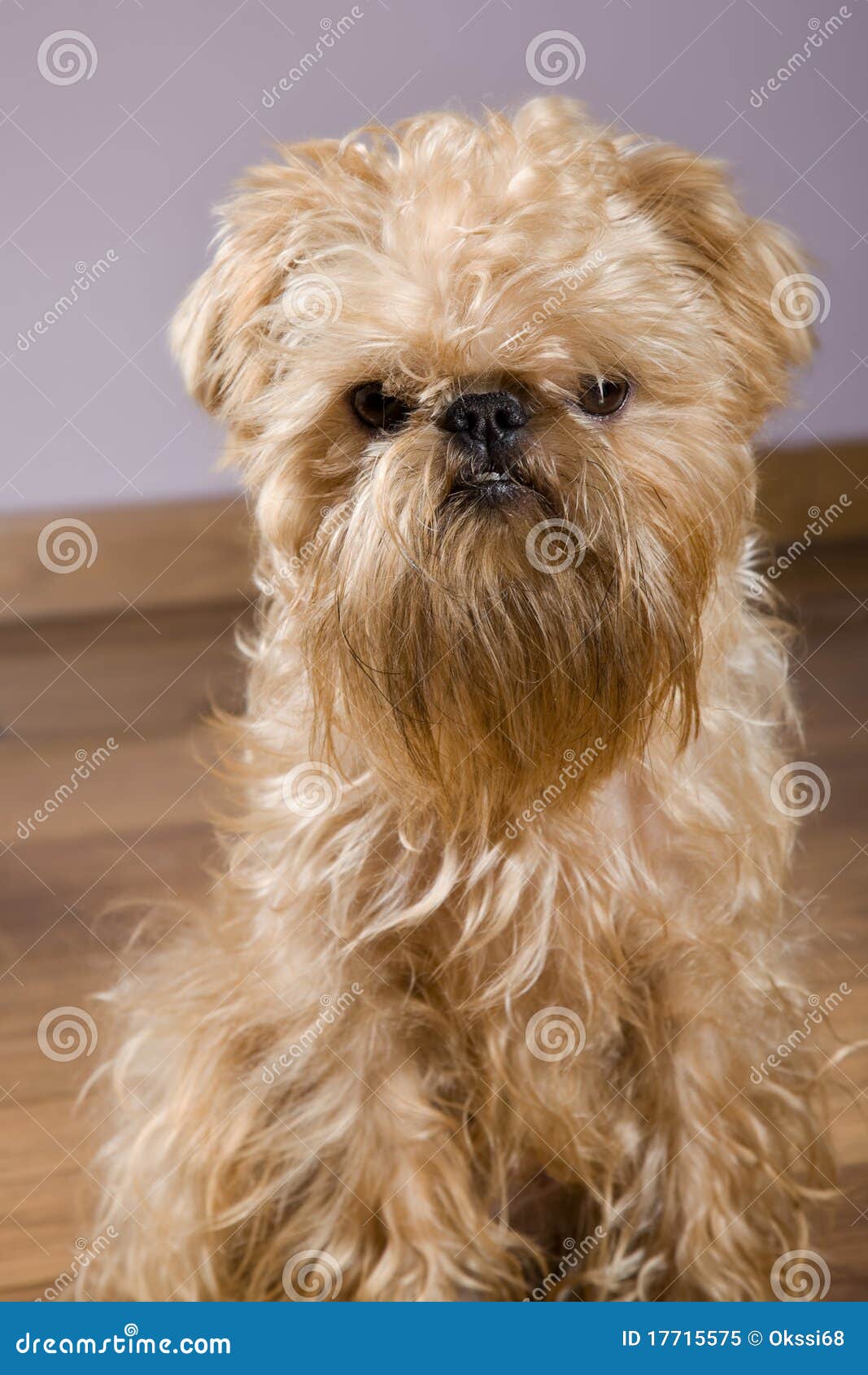 Gryfon obraz stock. Obraz złożonej z horyzontalny, podłoga - 17715575