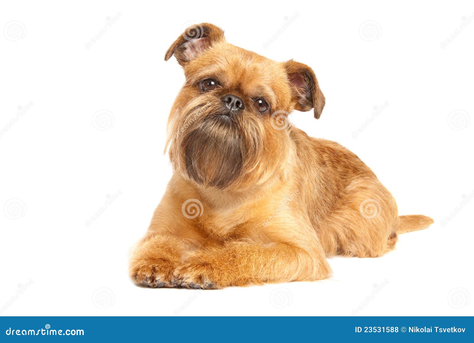 Gryfon zdjęcie stock. Obraz złożonej z ssak, rozochocony - 23531588