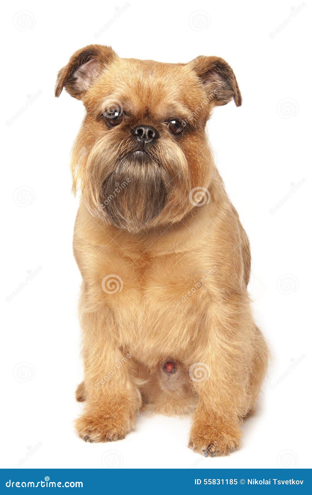 Gryfon Stock Images - Download 1,103 Photos