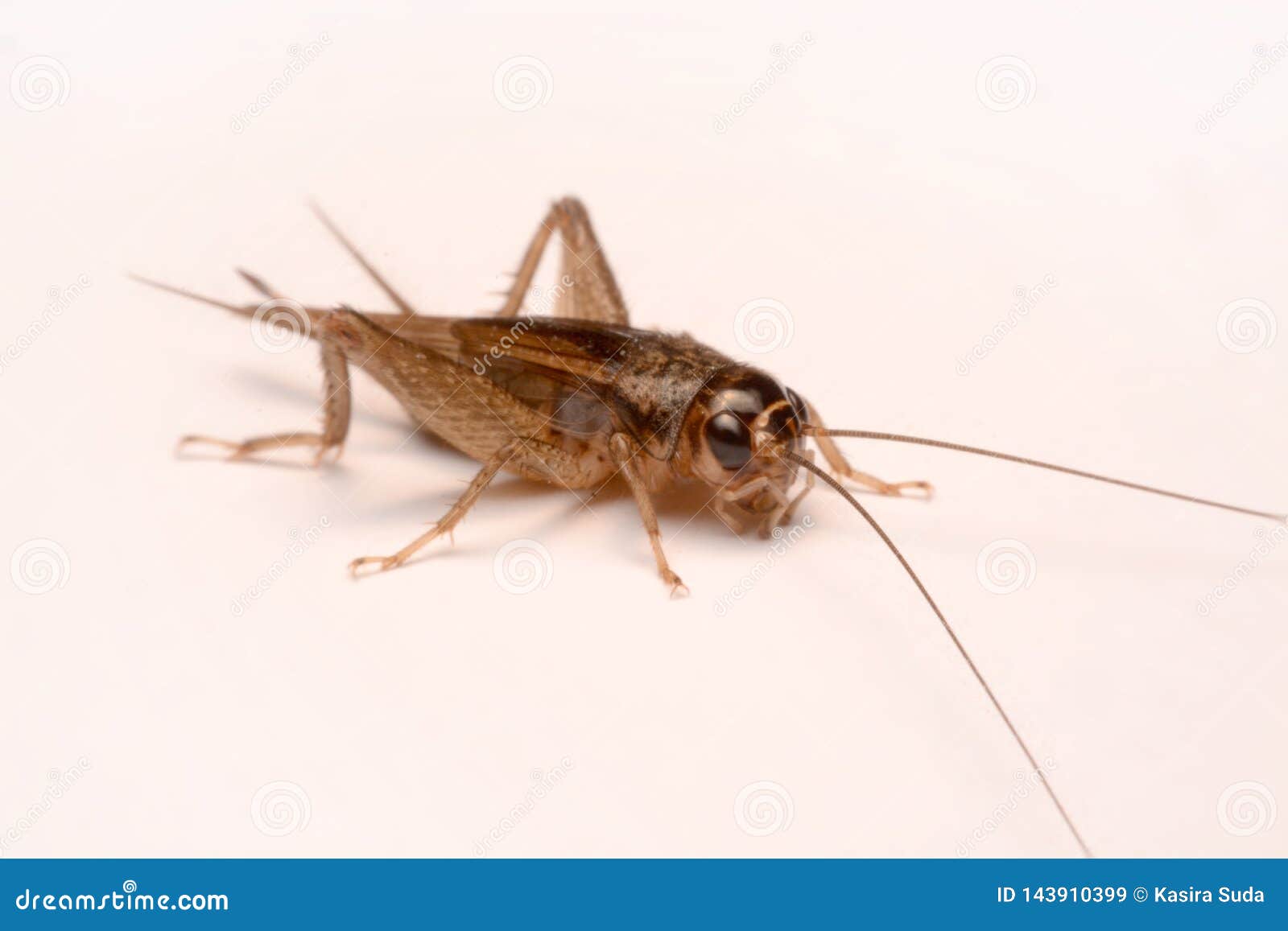 A Gryllidae ,Orthoptera Isolated on White Background Stock Image ...