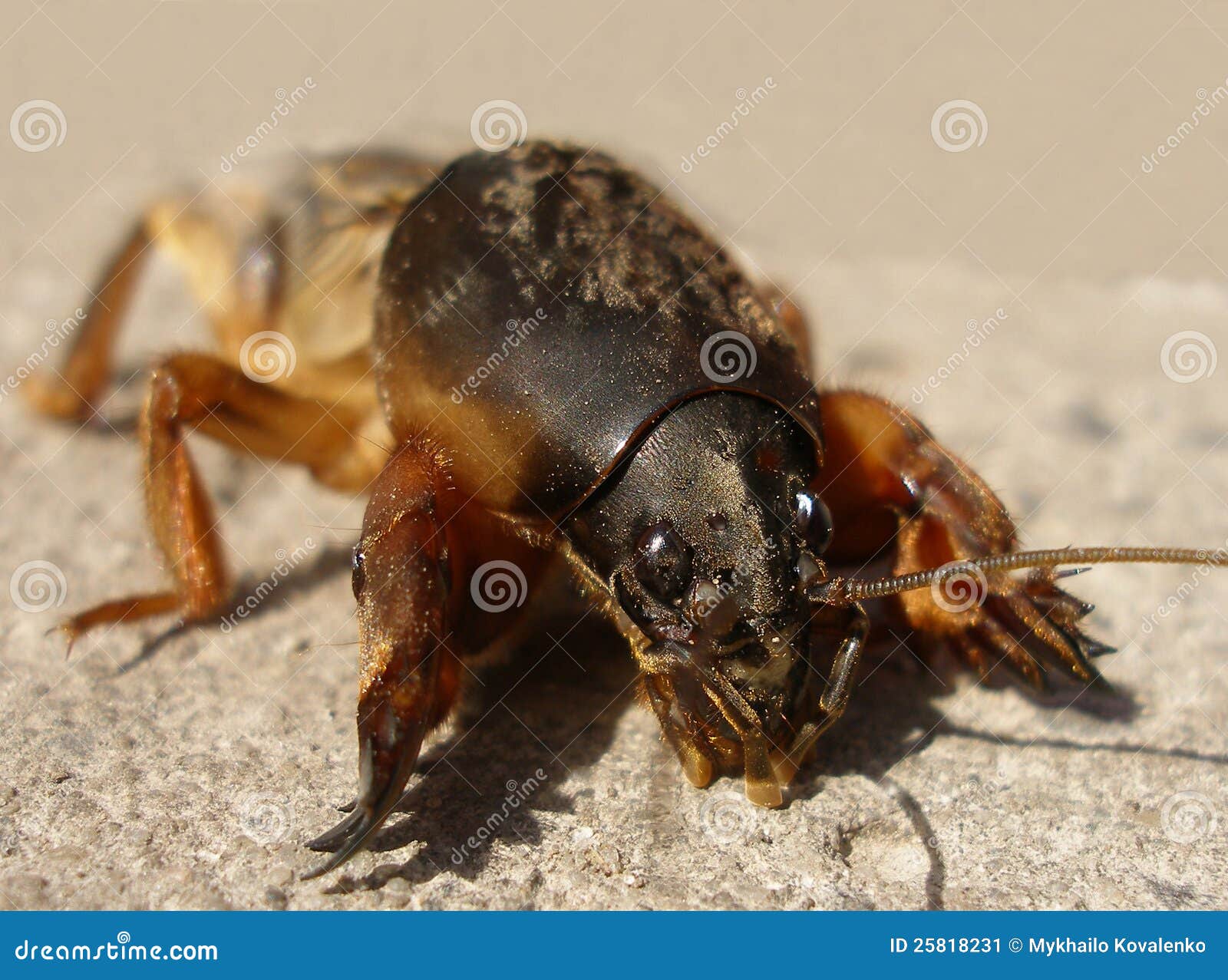 Gryllotalpa, Grilo De Toupeira Imagem de Stock - Imagem de besouro ...