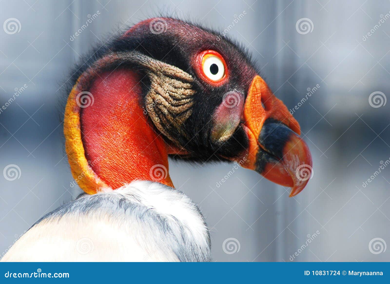 Gryphon stock photo. Image of nature, wildlife, color - 10831724