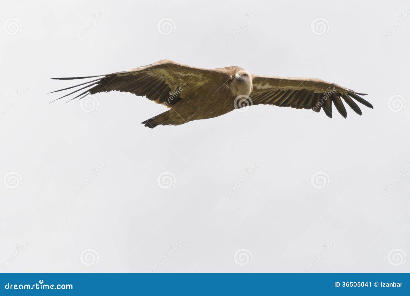 Gryphon flying stock image. Image of wing, detailed, bird - 36505041