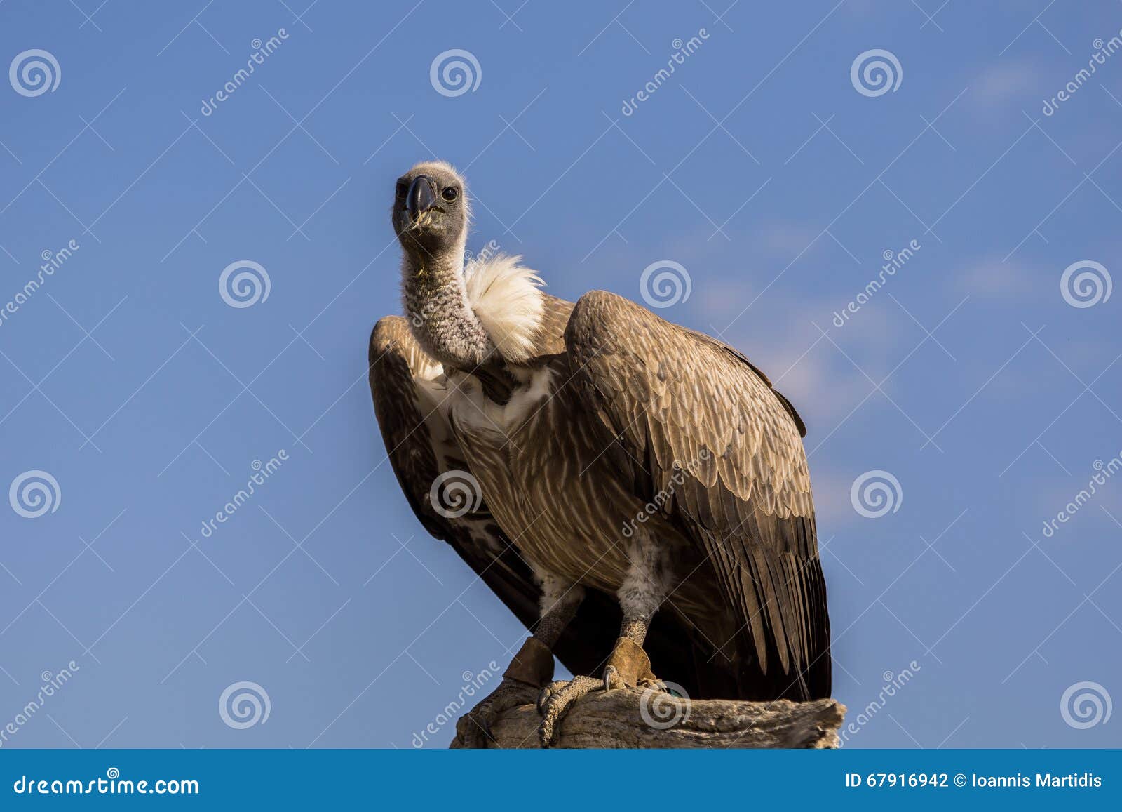 Gryphus stock photo. Image of bald, birds, nature, looking - 67916942