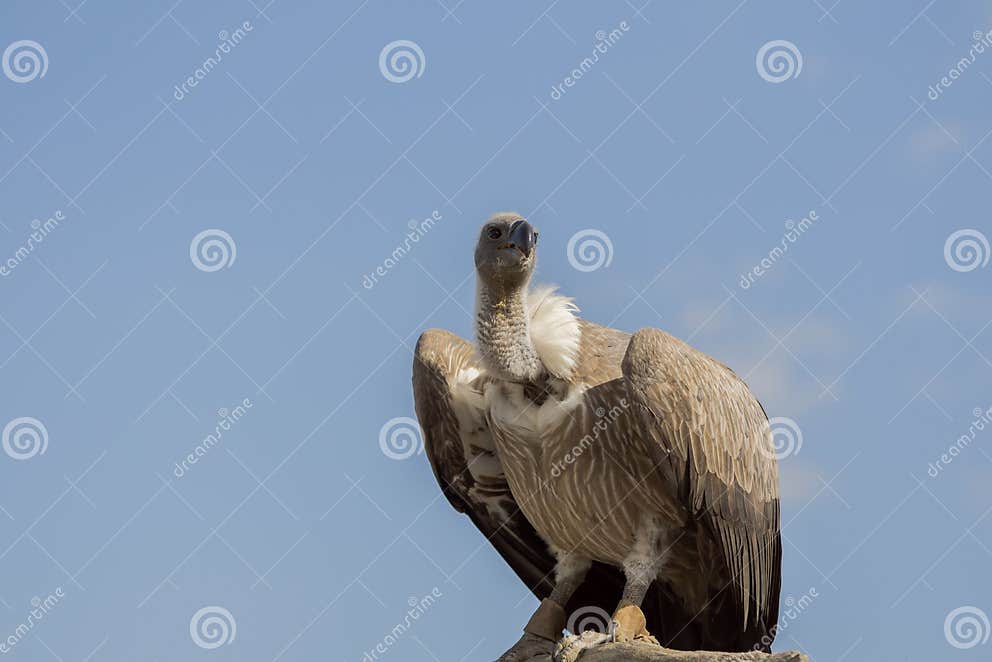 Gryphus stock image. Image of birds, andean, condor, griffon - 67916997