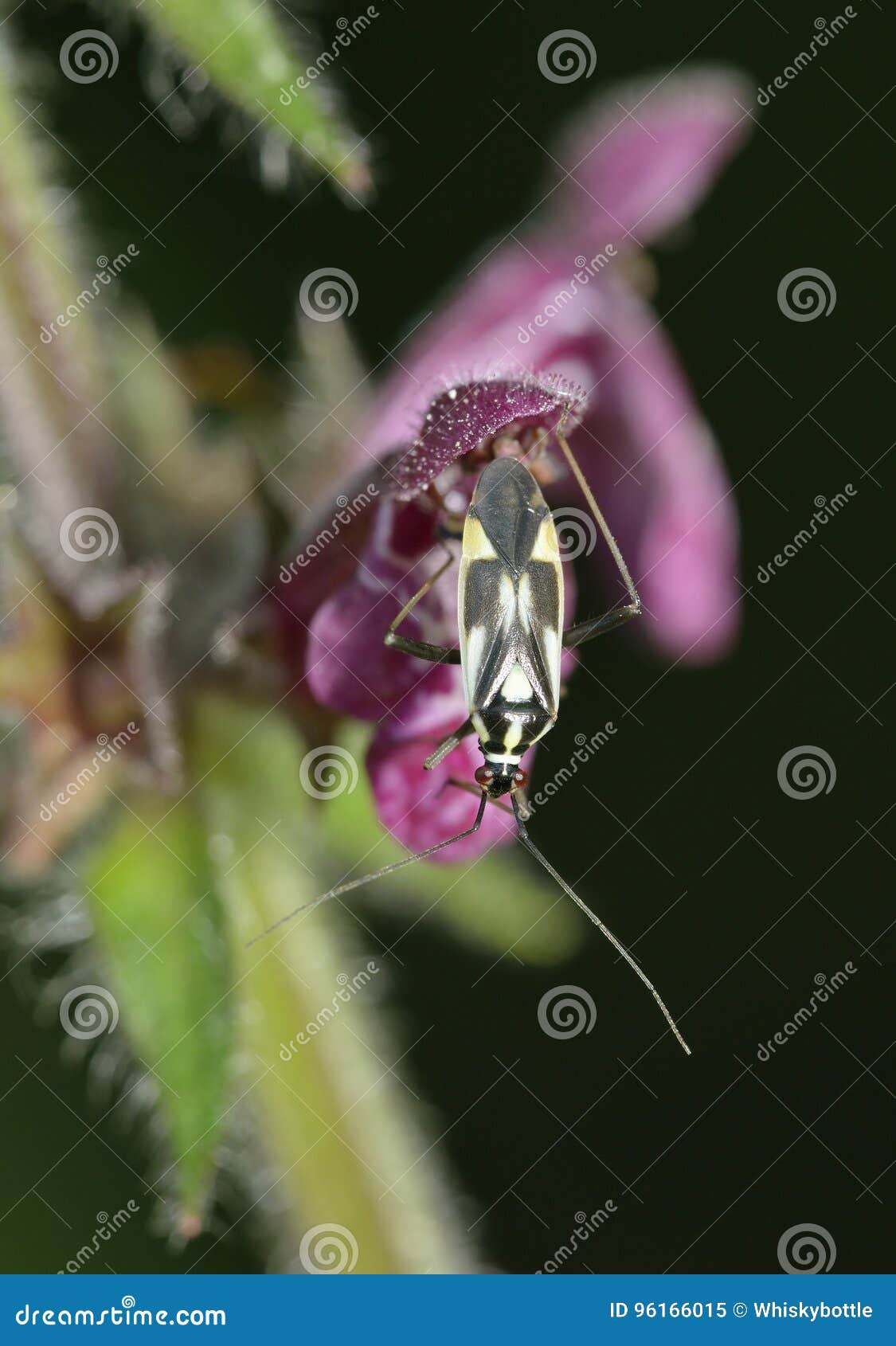 Grypocoris stysi stock image. Image of england, british - 96166015