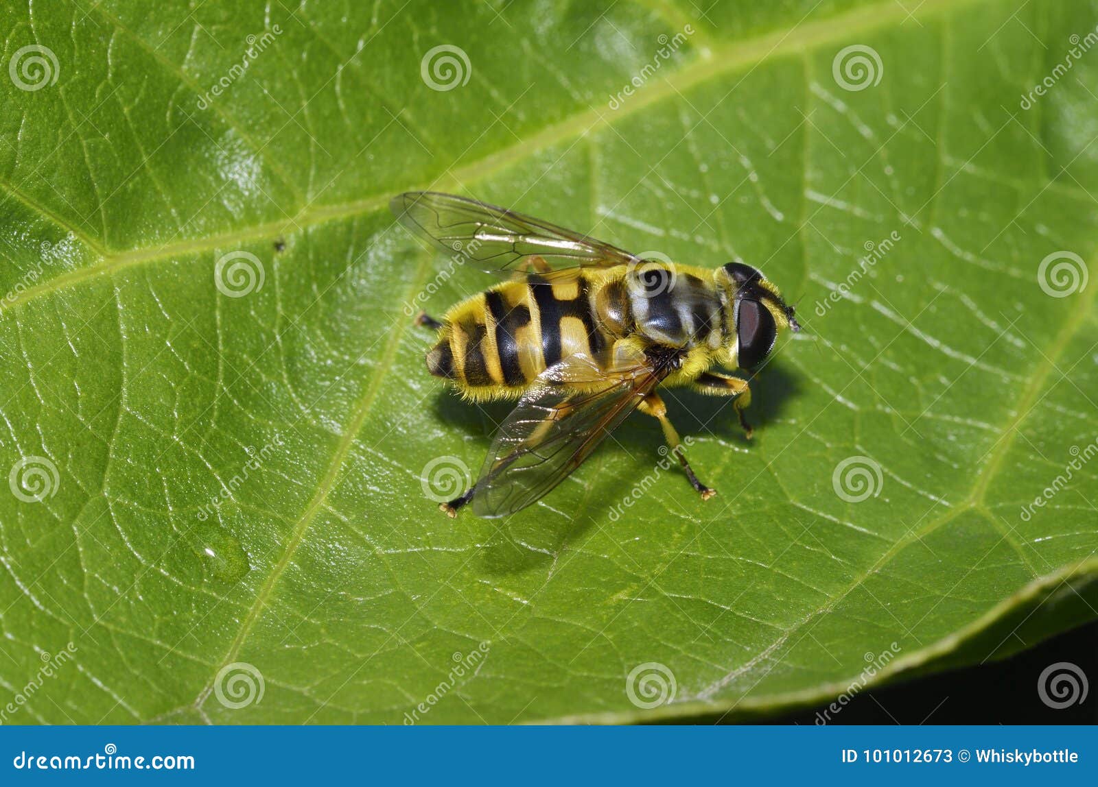 Grypocoris stysi stock image. Image of heteroptera, british - 101012673