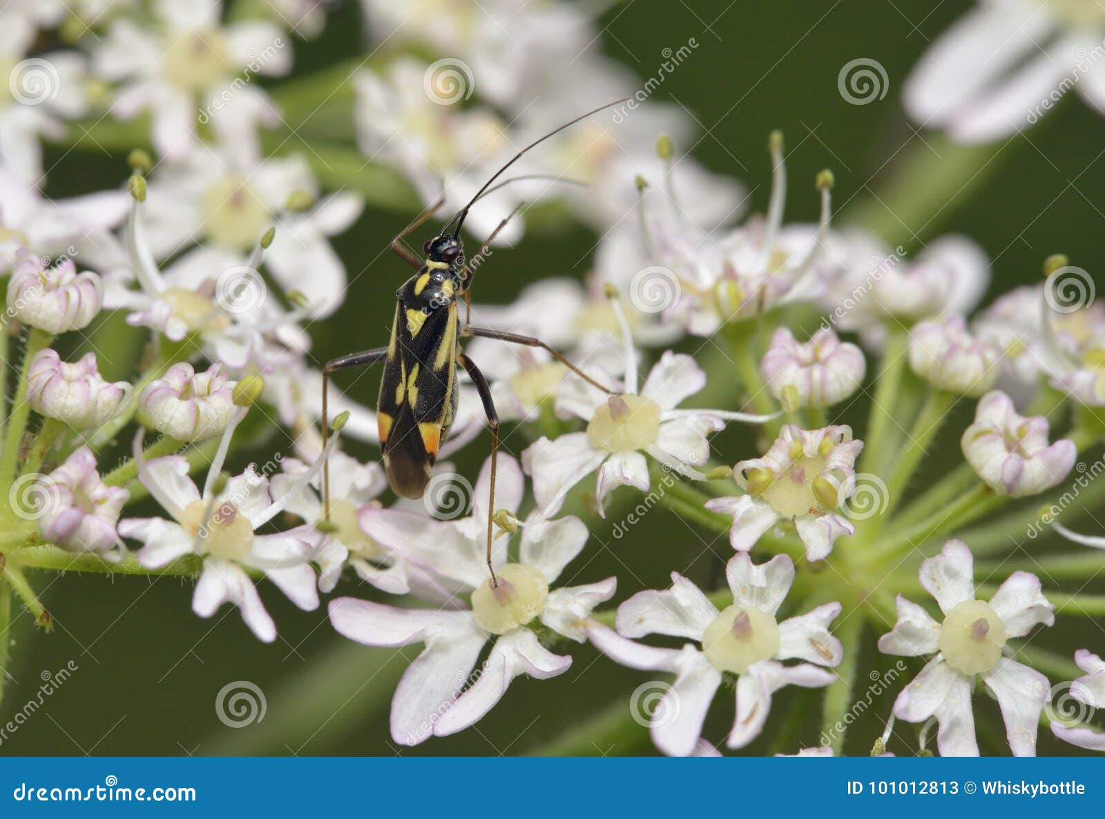 Grypocoris stysi stock image. Image of stysi, black - 101012813