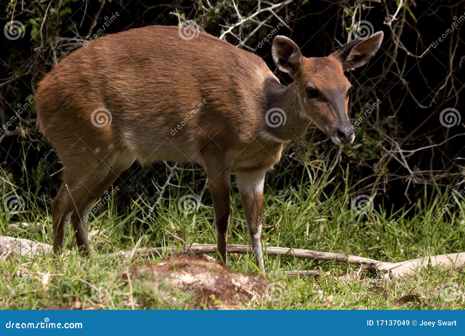 Grysbok stock image. Image of close, horn, natural, beauty - 17137049