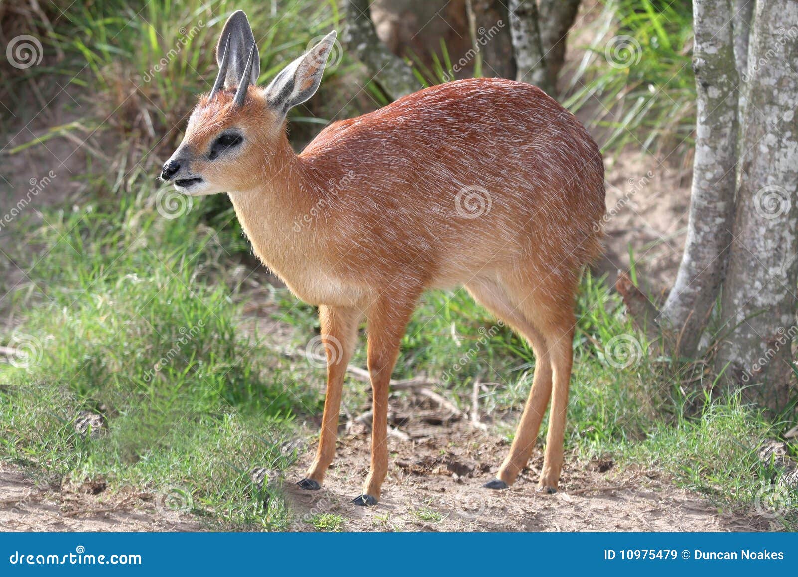 Grysbok Antelope stock image. Image of grass, nature - 10975479