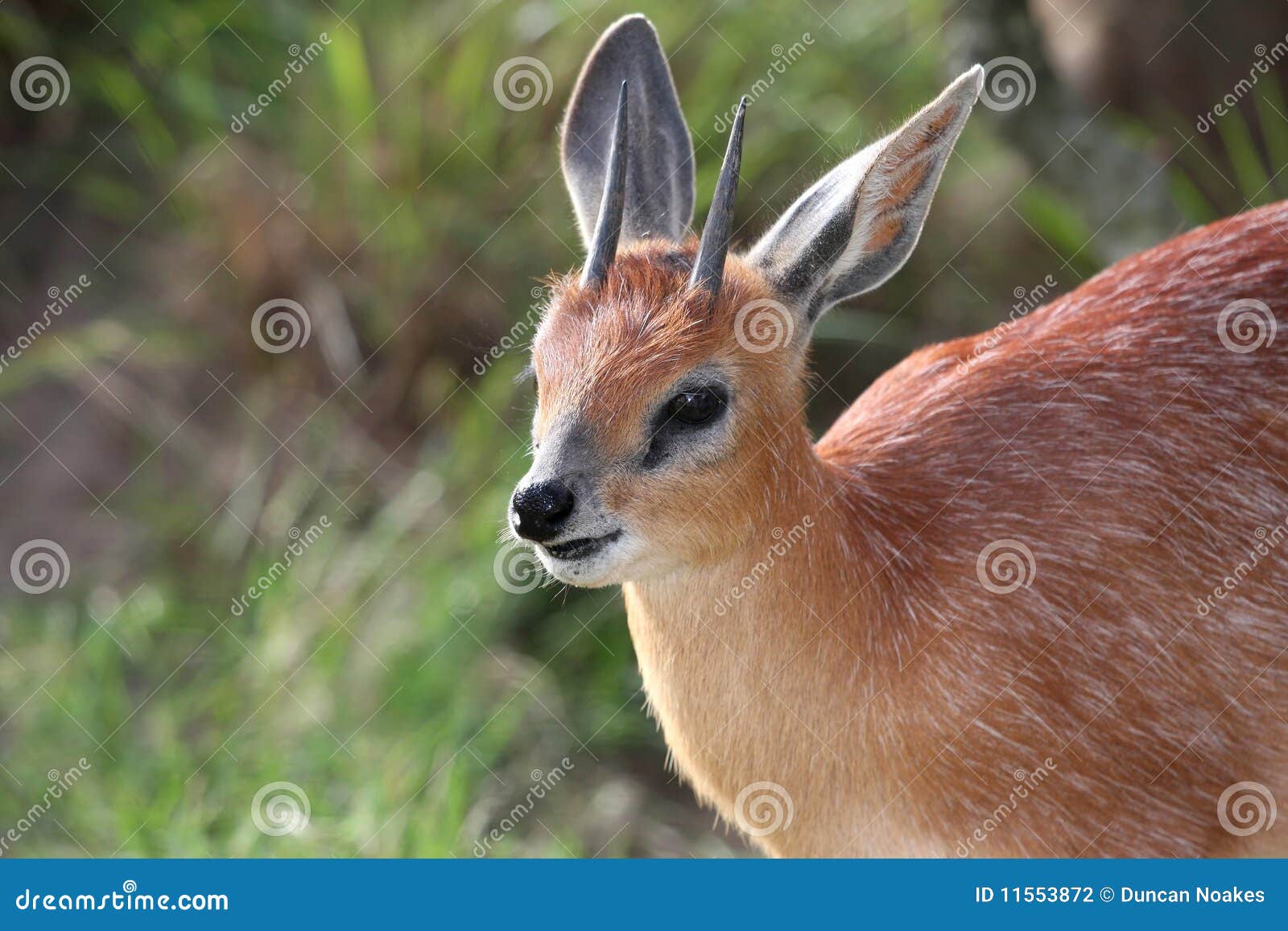 Grysbok Antelope stock photo. Image of alert, herbivore - 11553872