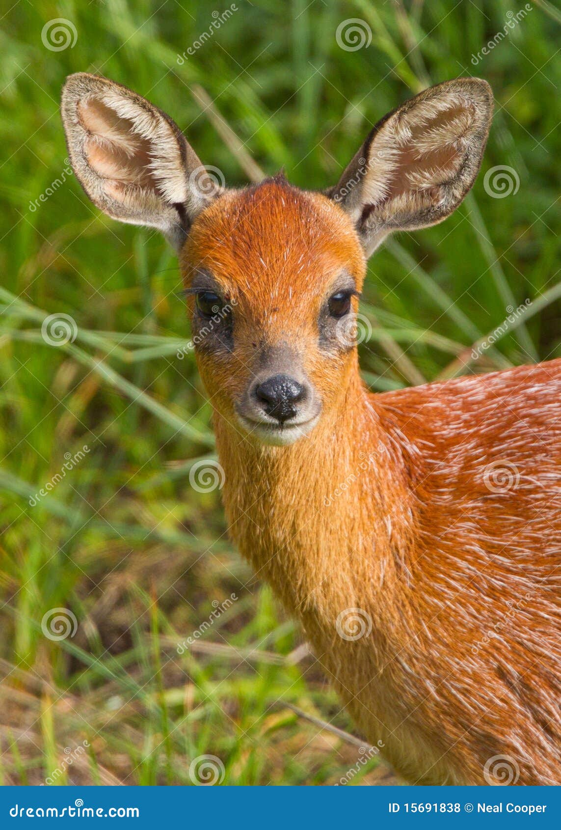 Grysbok del sud fotografia stock. Immagine di africano - 15691838